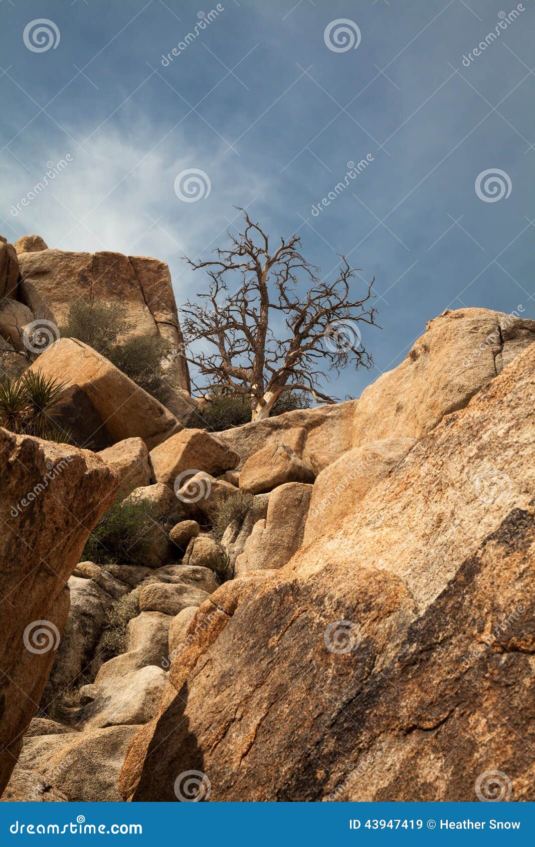 Tree and Boulders stock image. Image of boulders, brown - 43947419