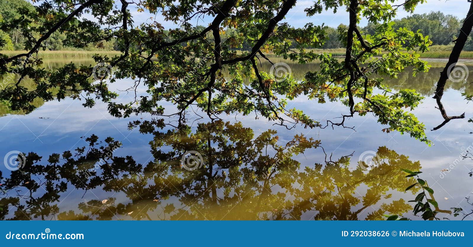Tree Bowing Down To the Water Surface of Pond Stock Photo - Image of ...