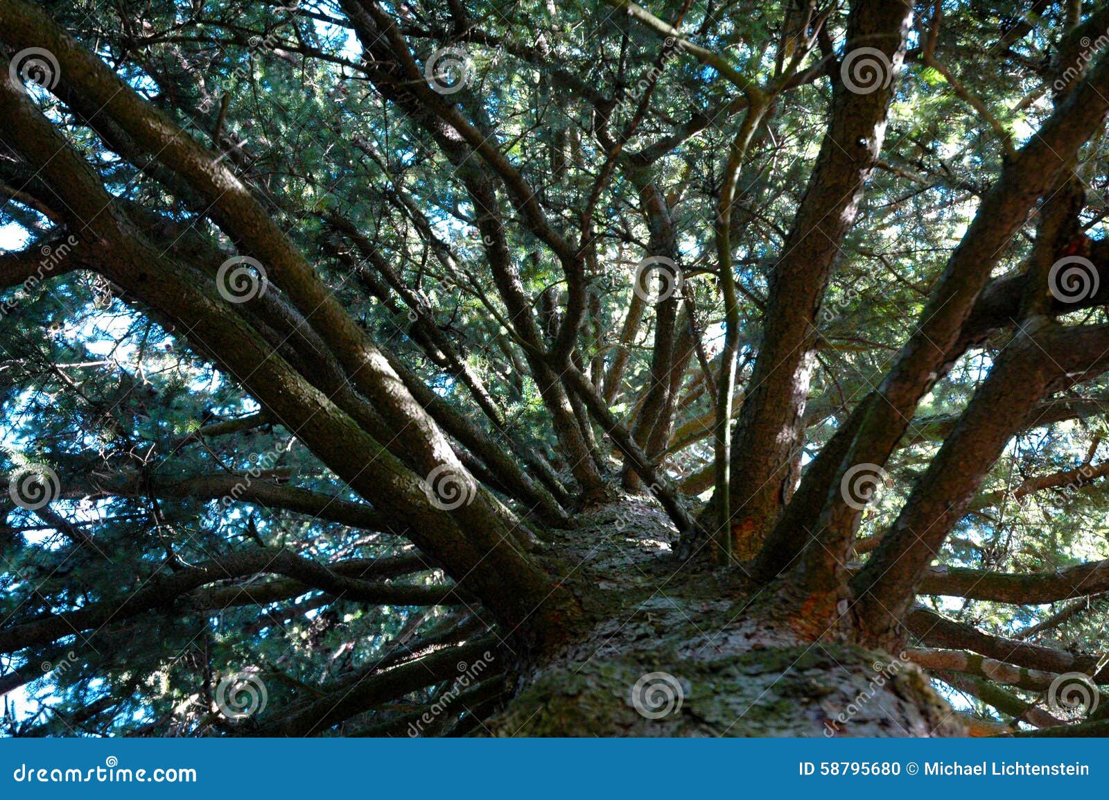 Tree braches from below stock photo. Image of trunk, branch - 58795680