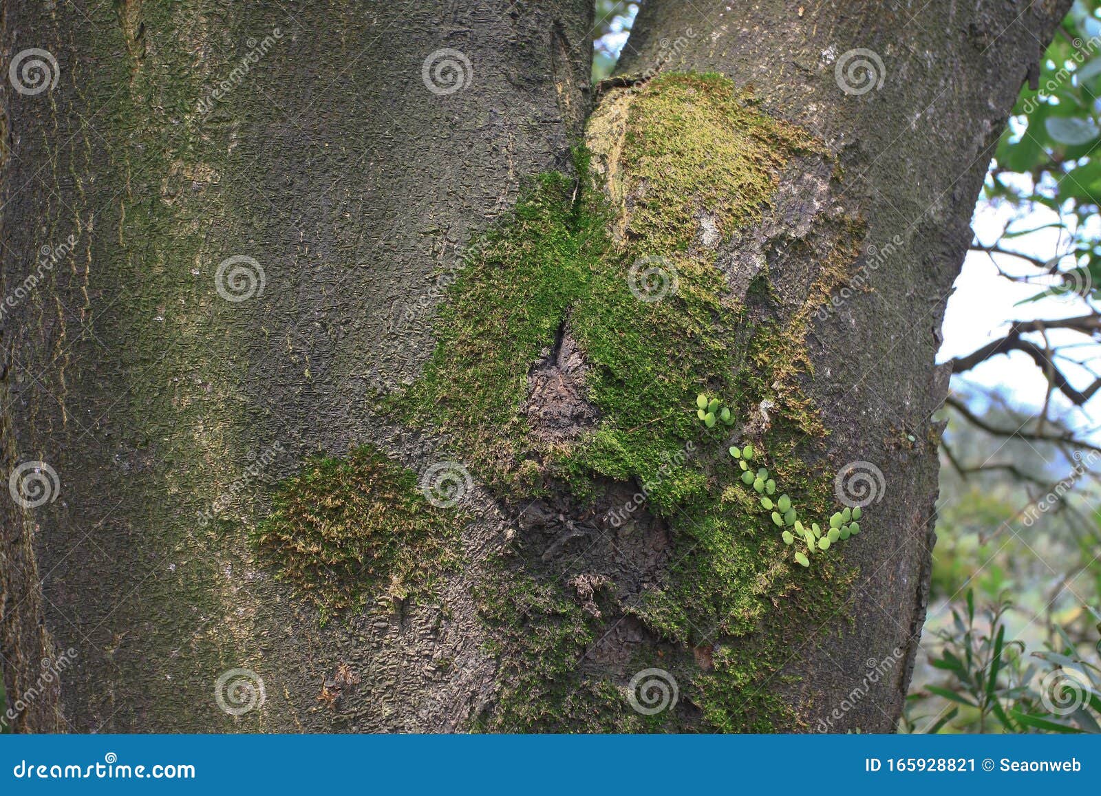Tree Braches at Hong Kong Nature View Stock Image - Image of black ...
