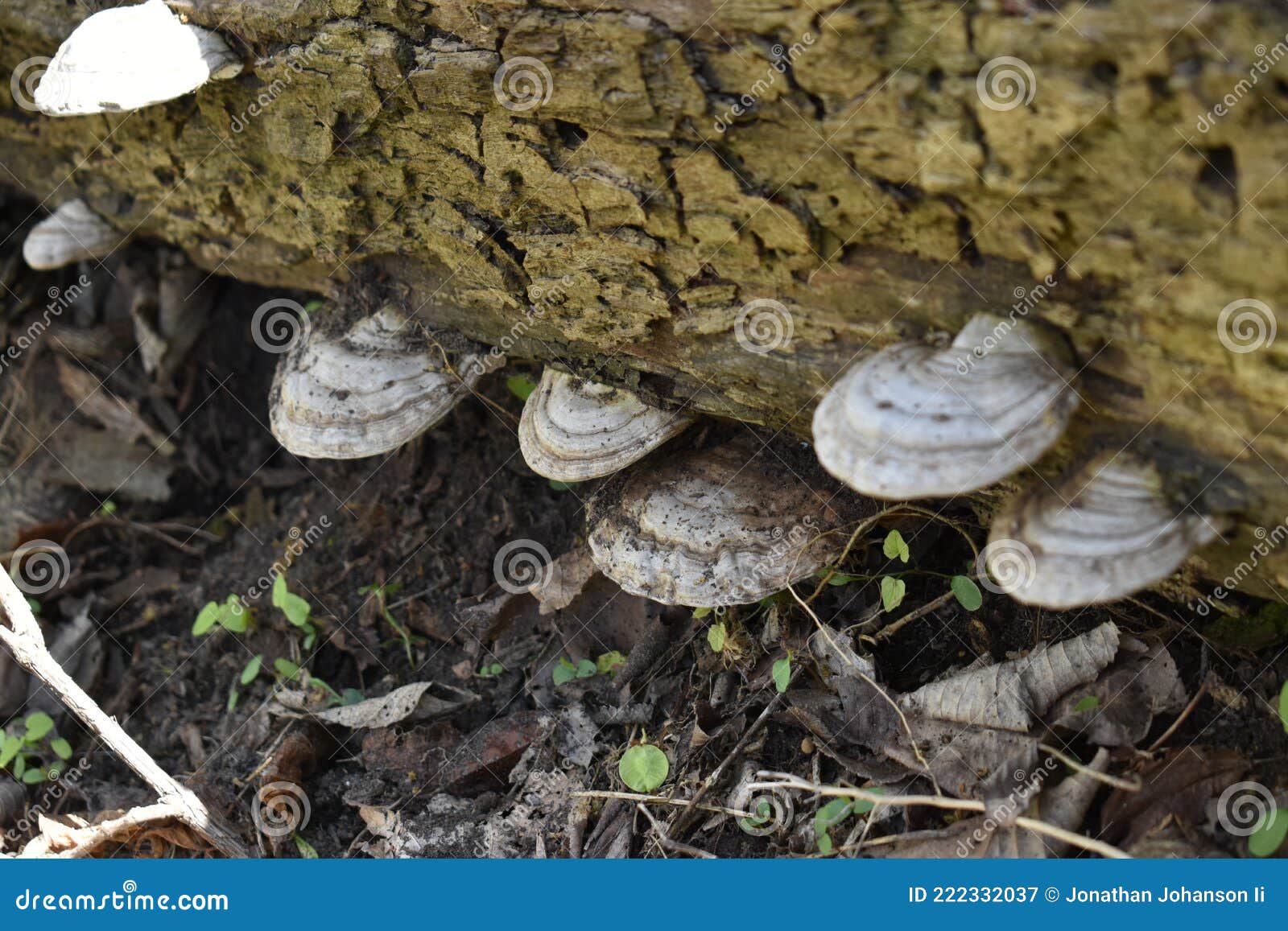 Tree Brackets stock image. Image of fallen, autumn, wood - 222332037