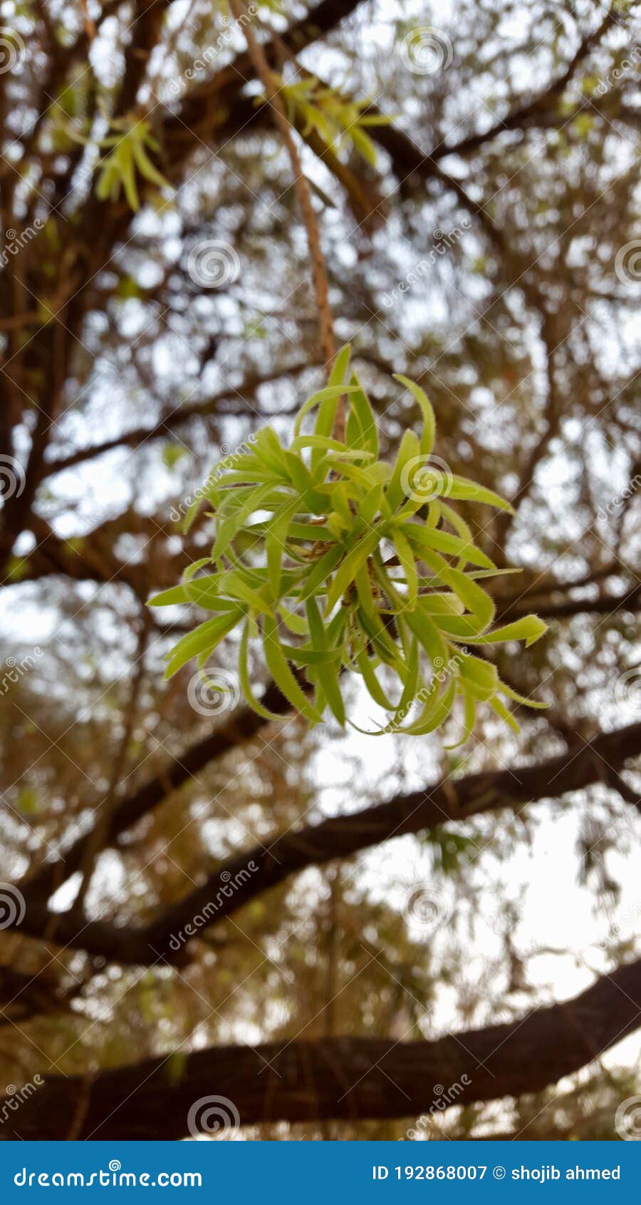 Tree brance stock image. Image of butiful, leaf, plant - 192868007