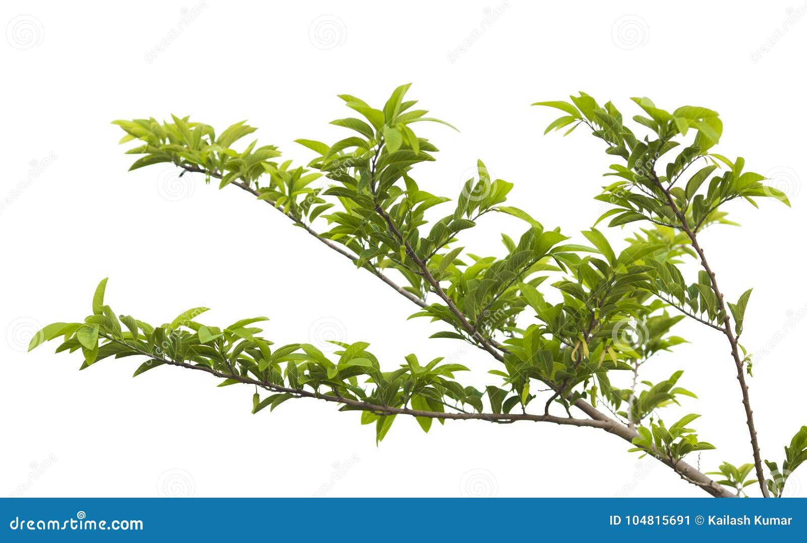 Tree Brance stock image. Image of bright, branch, growing - 104815691