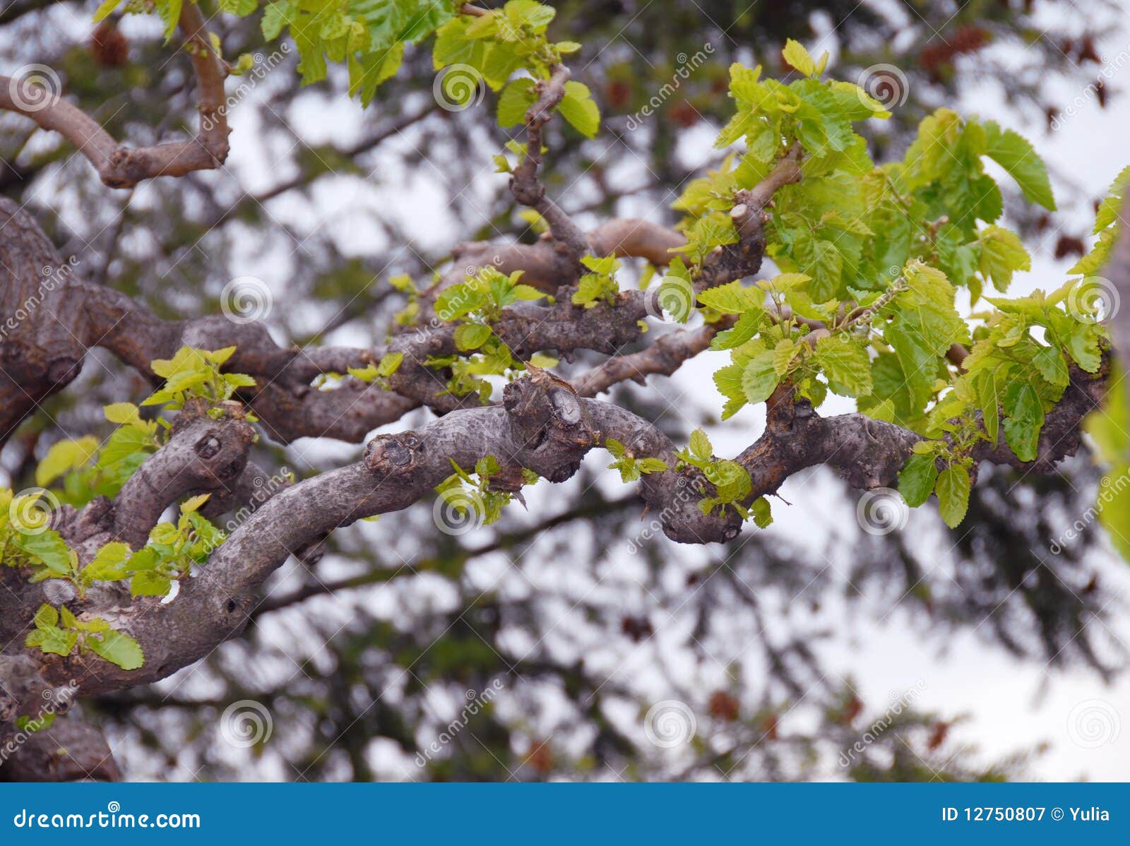Tree branch stock image. Image of flora, environment - 12750807
