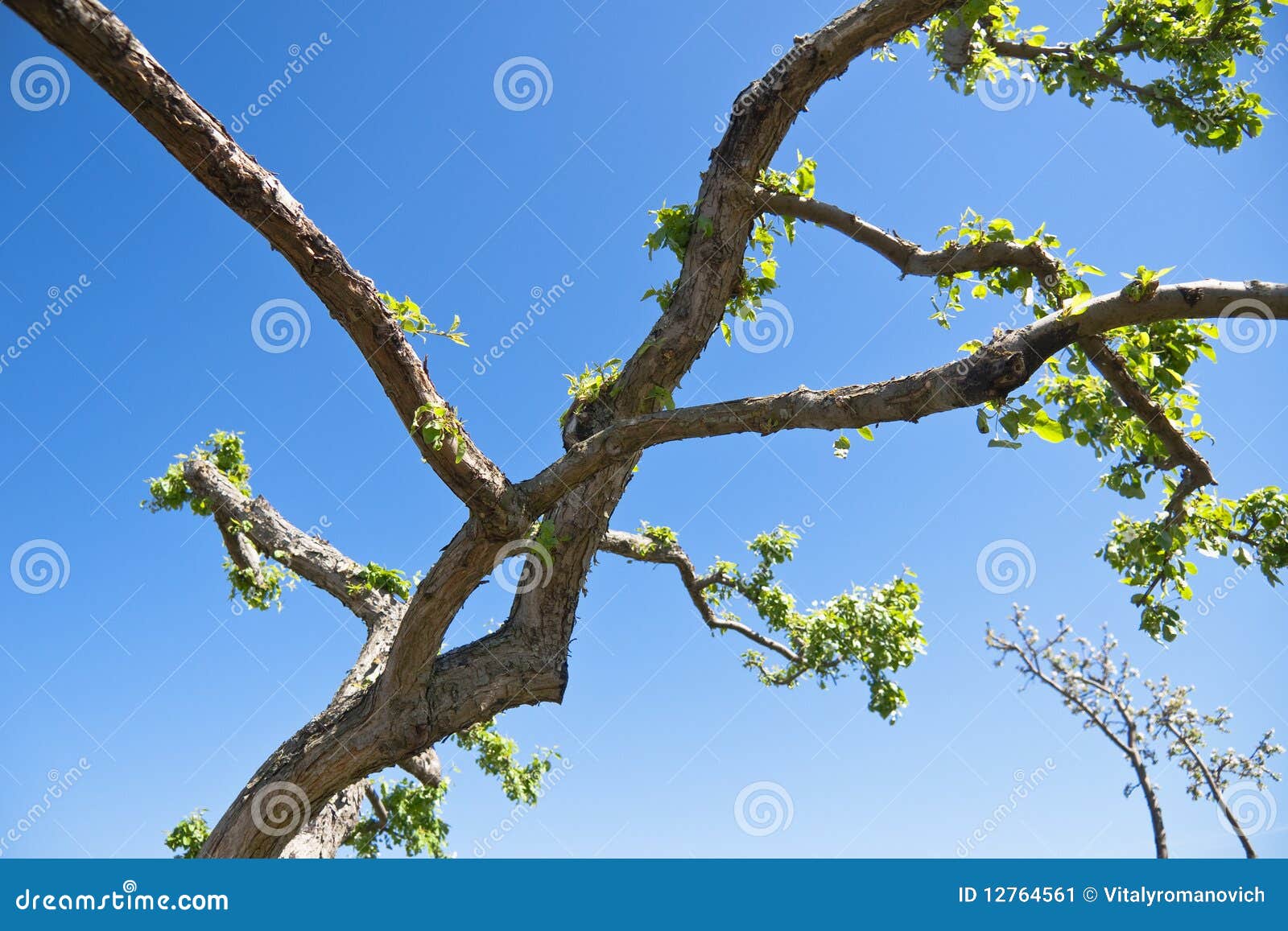 Tree branch stock image. Image of background, summer - 12764561