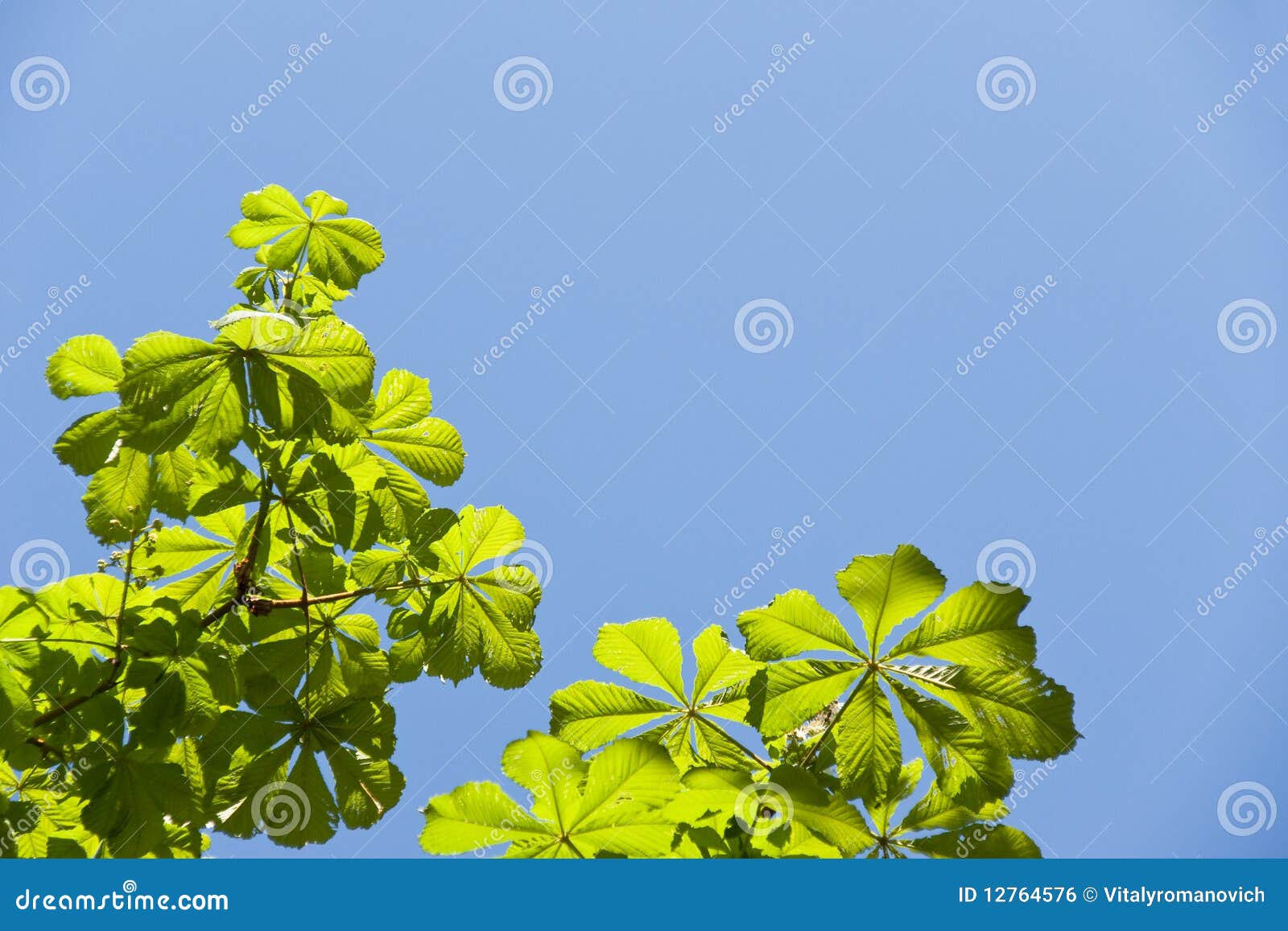 Tree branch stock photo. Image of bush, nature, plant - 12764576