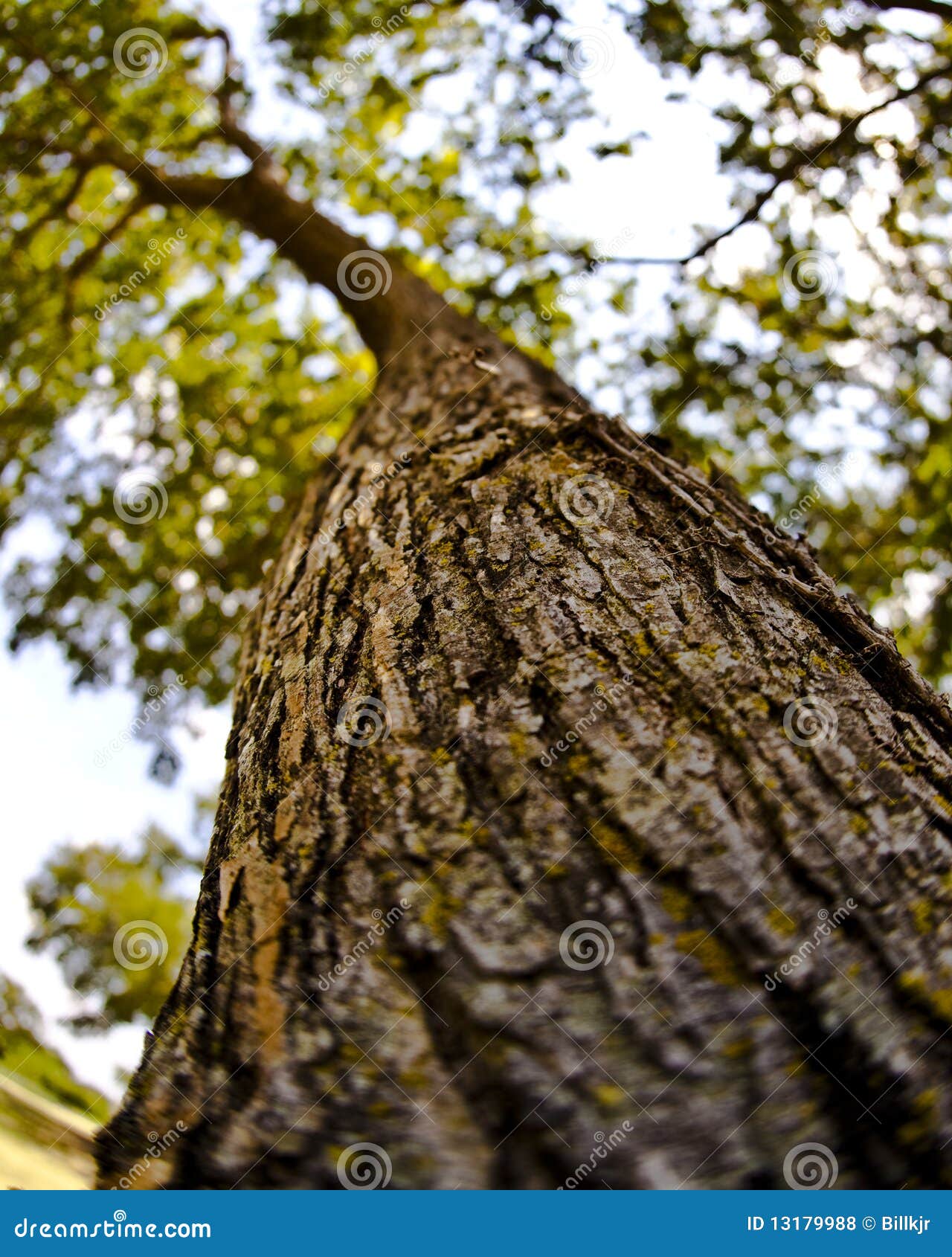 Tree Branch stock photo. Image of leaves, abstract, green - 13179988