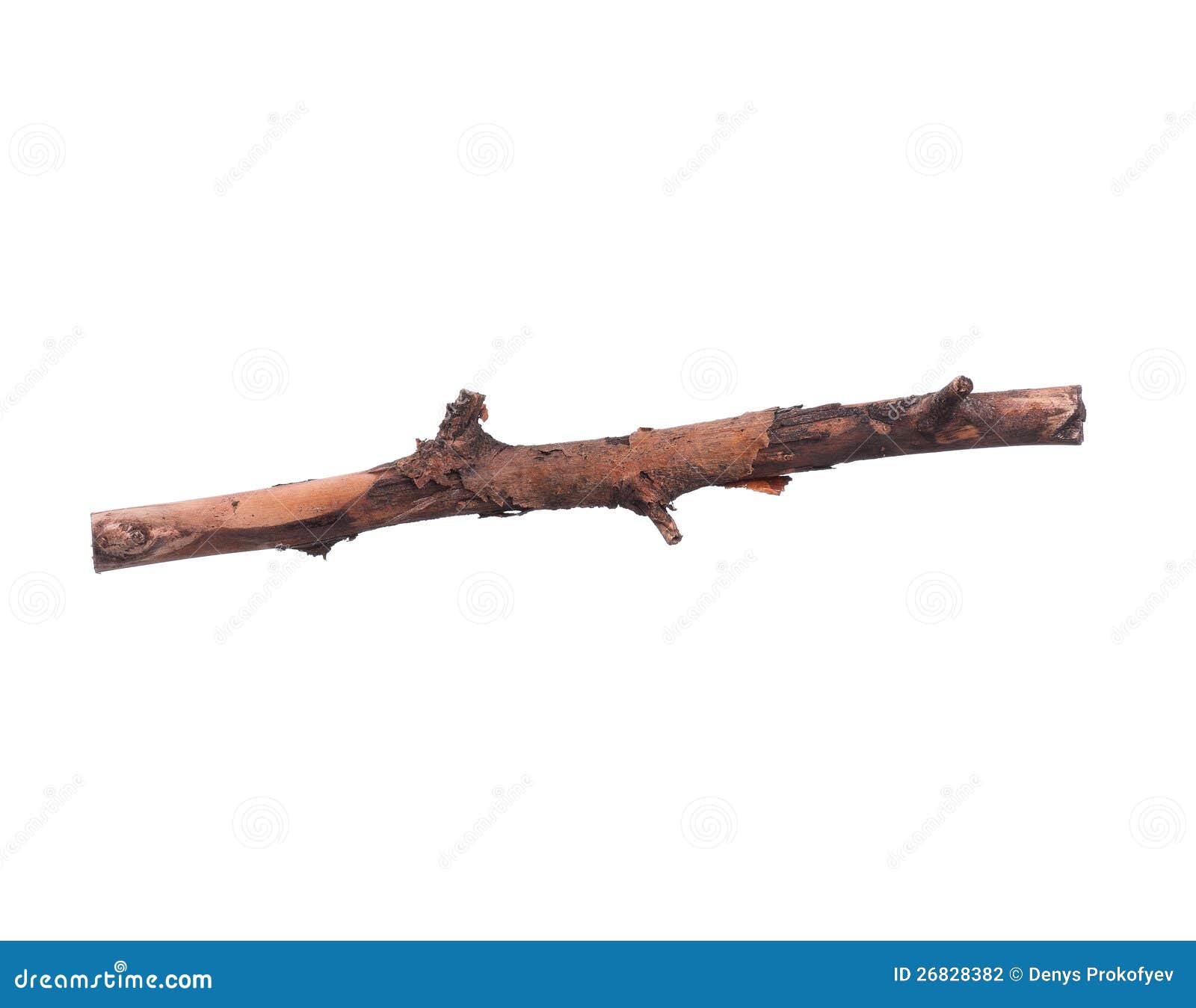 Tree branch stock photo. Image of park, nature, background - 26828382