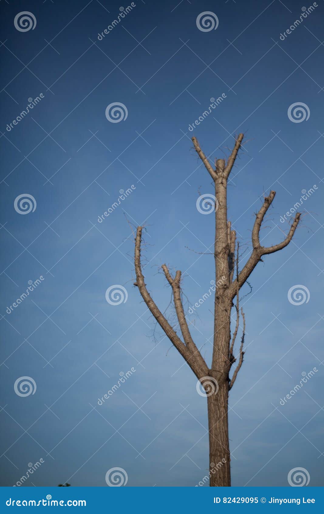 Tree stock image. Image of branch, trunk, nature, twig - 82429095