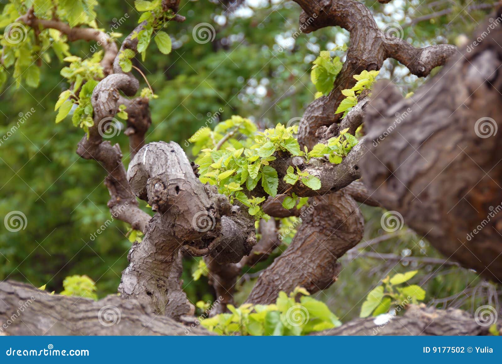 Tree branch stock photo. Image of branch, outdoor, nature - 9177502