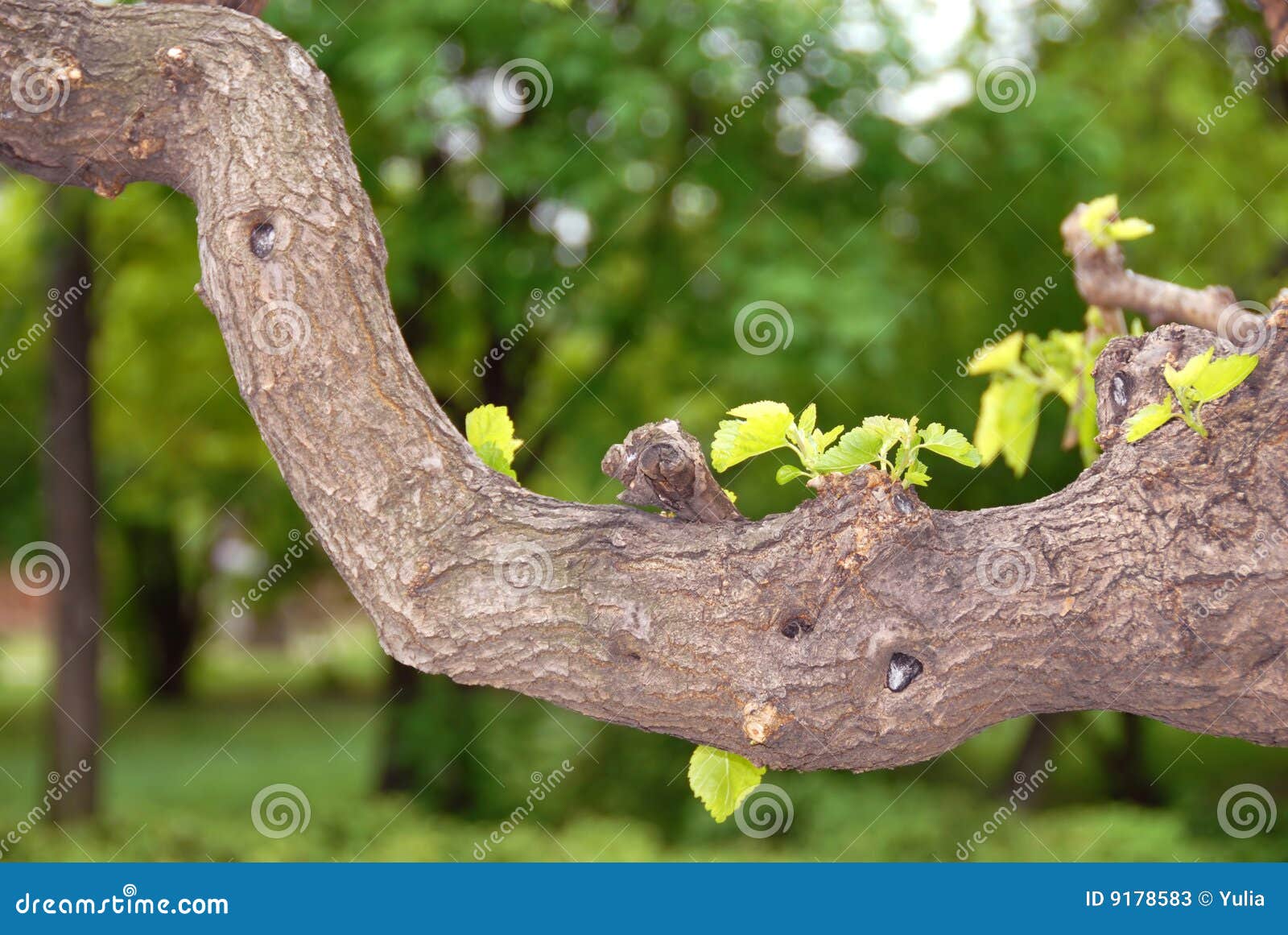 Tree branch stock image. Image of abstract, background - 9178583