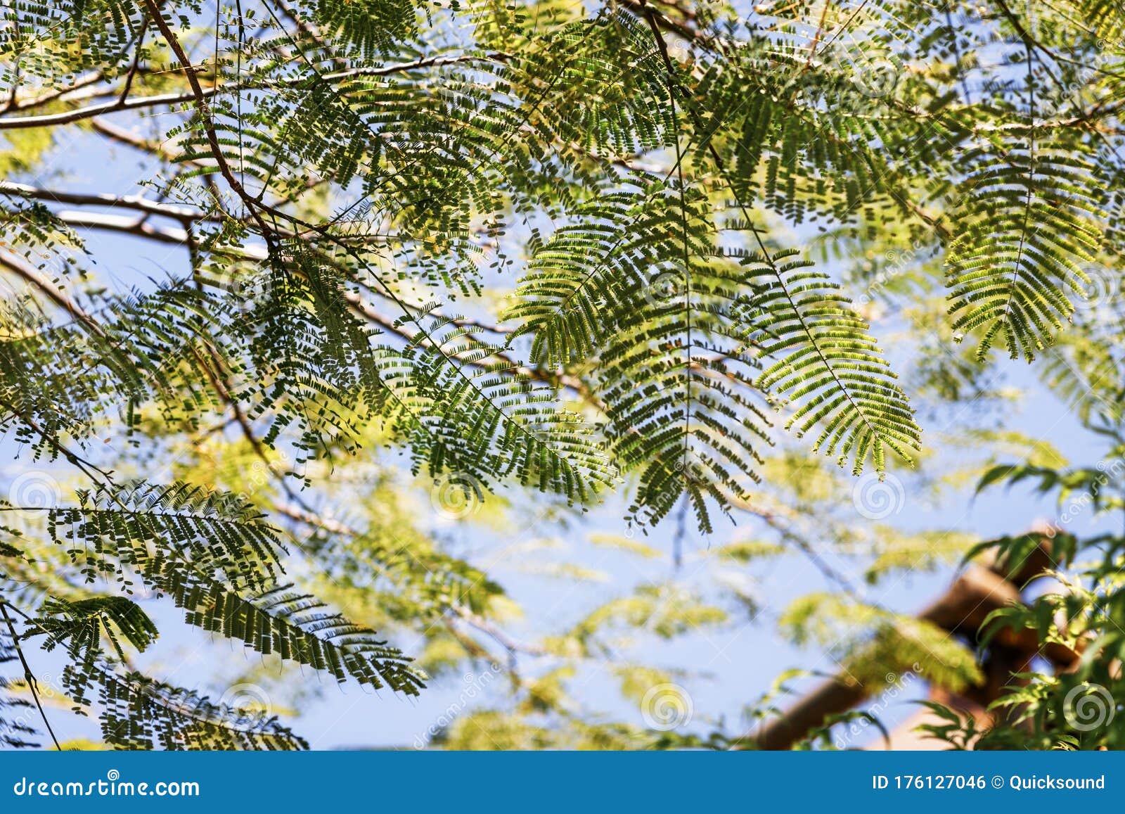 Tree branch from above stock photo. Image of leaves - 176127046