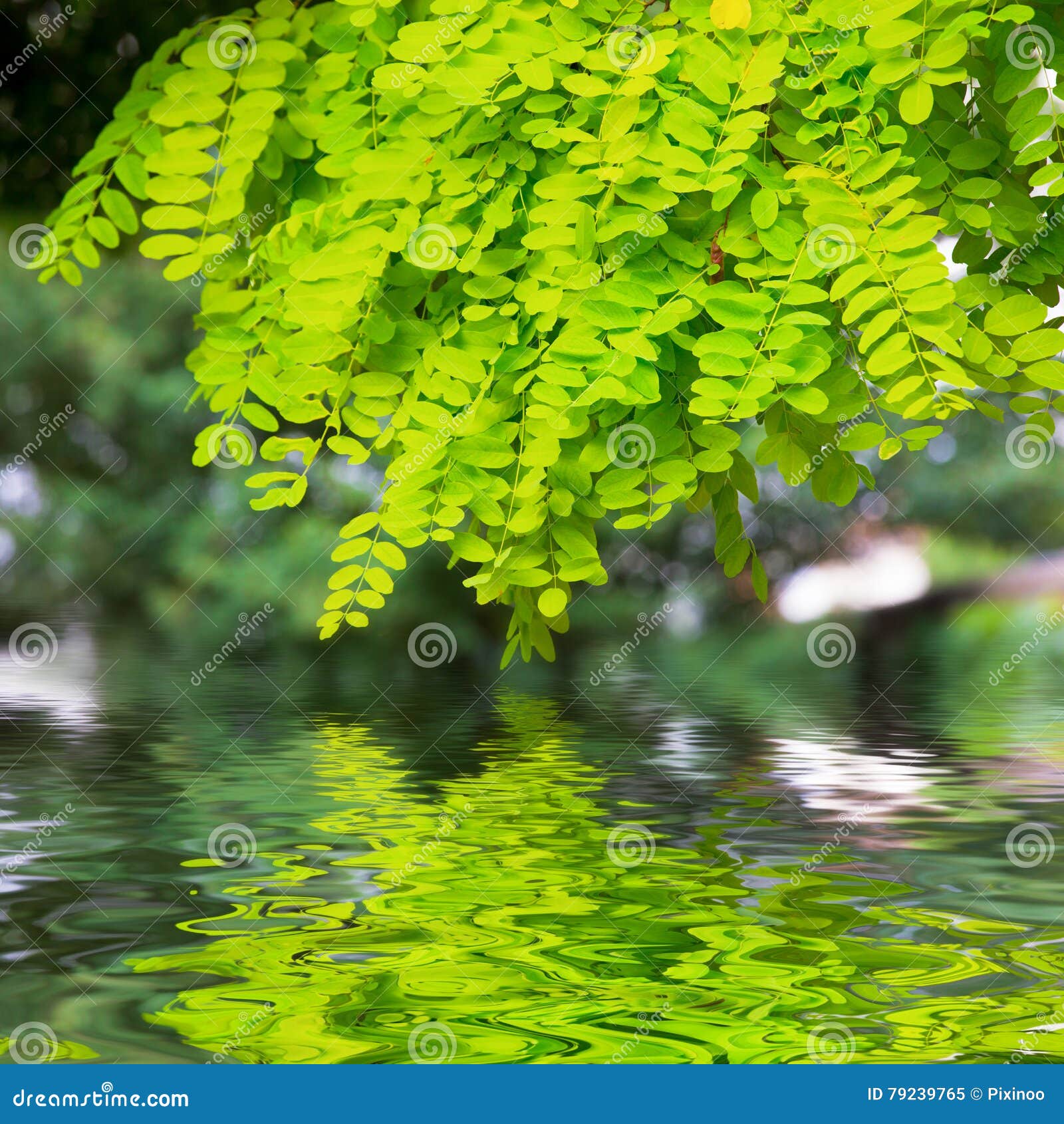 Tree Branch Above the Water Stock Image - Image of forest, ecology ...