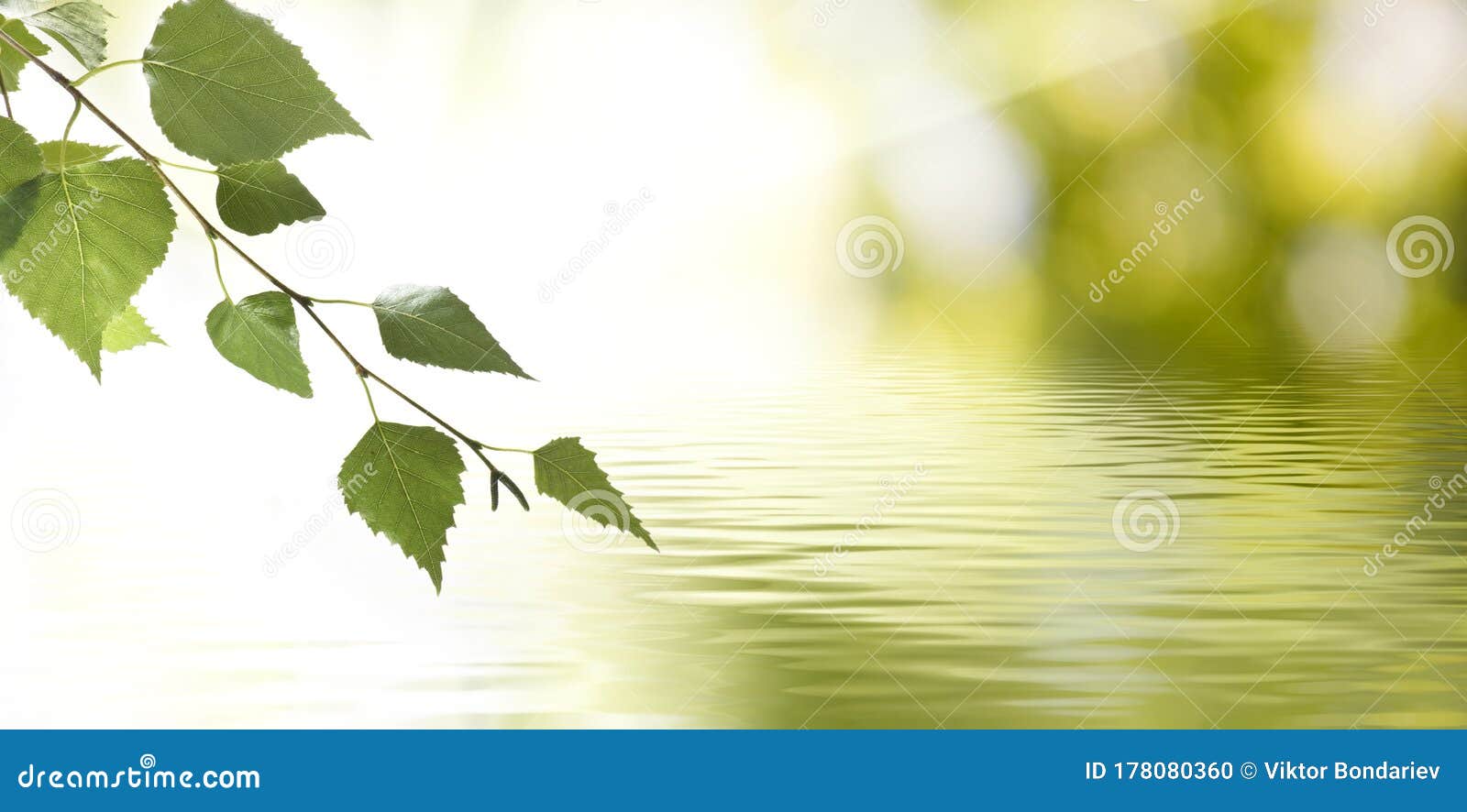 Tree Branch Above the Water Stock Photo - Image of nature, elegance ...