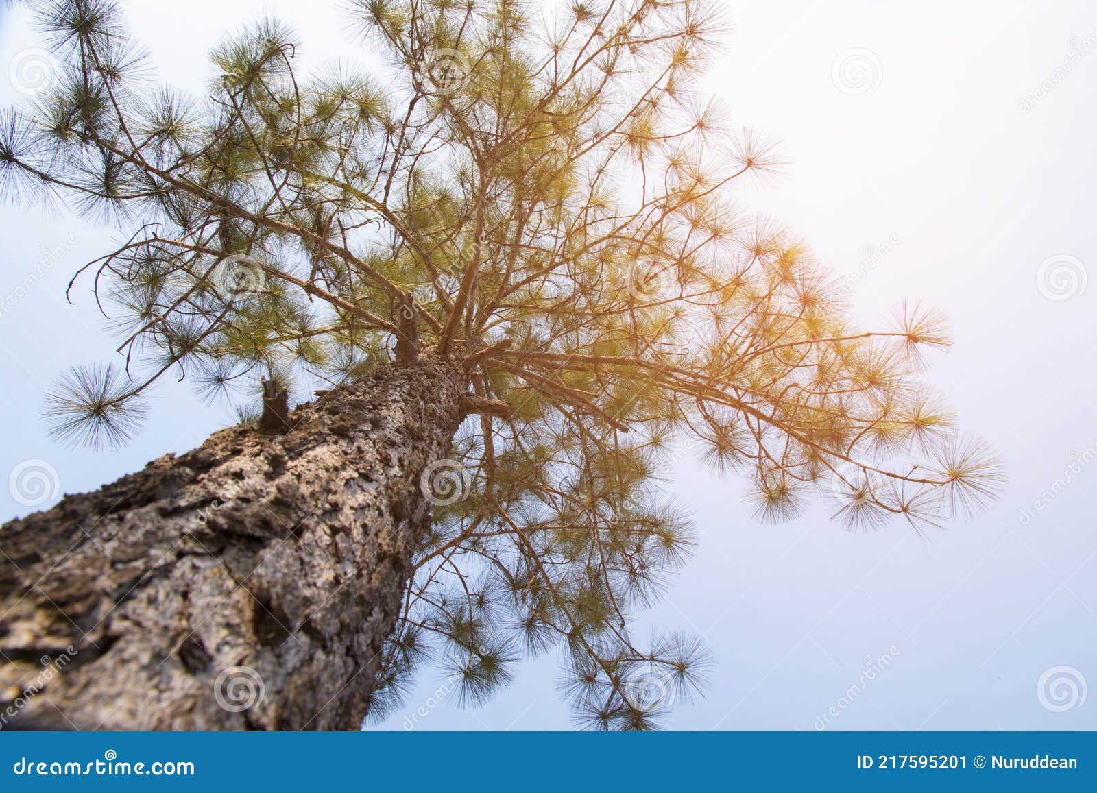 Tree Branch Abstract Background Stock Image - Image of background ...
