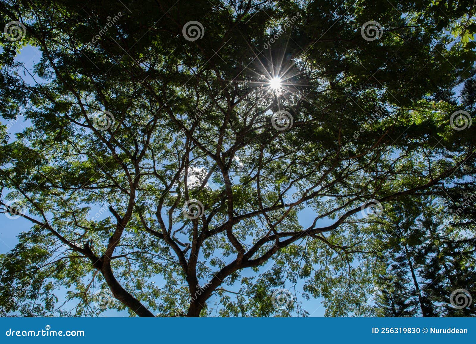 Tree Branch Abstract Background Stock Photo - Image of color, floral ...