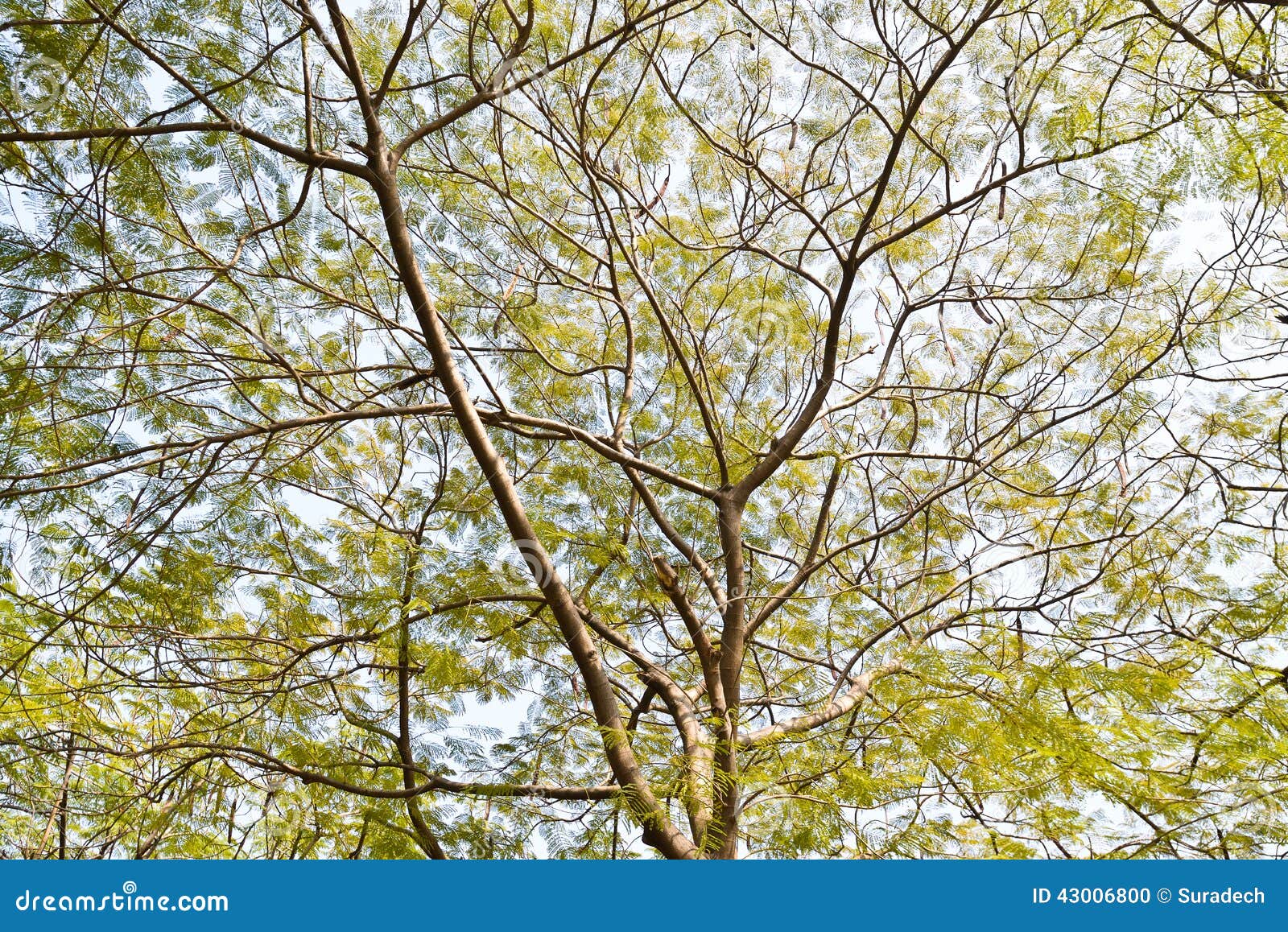 Tree branch stock photo. Image of plant, season, abstract - 43006800