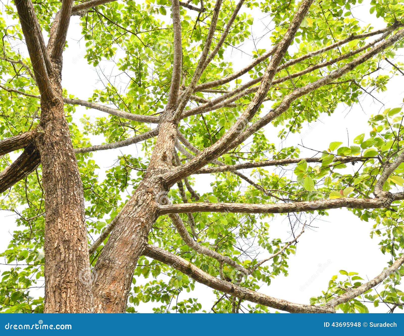 Tree branch stock photo. Image of season, branches, texture - 43695948