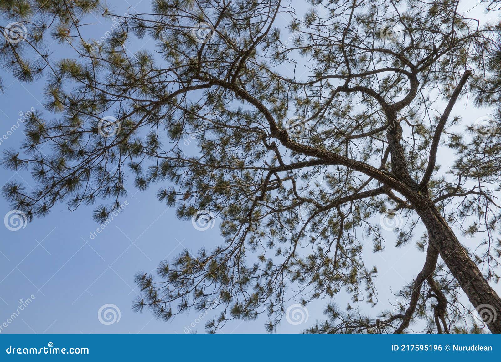Tree Branch Abstract Background with Blue Sky Stock Photo - Image of ...