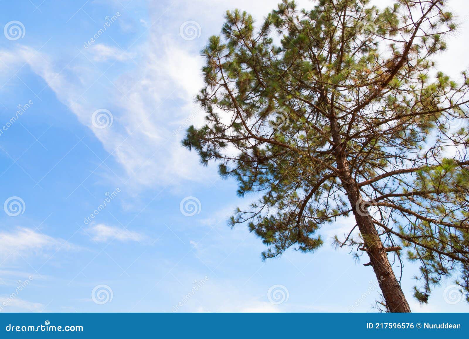 Tree Branch Abstract Background with Blue Sky Stock Photo - Image of ...