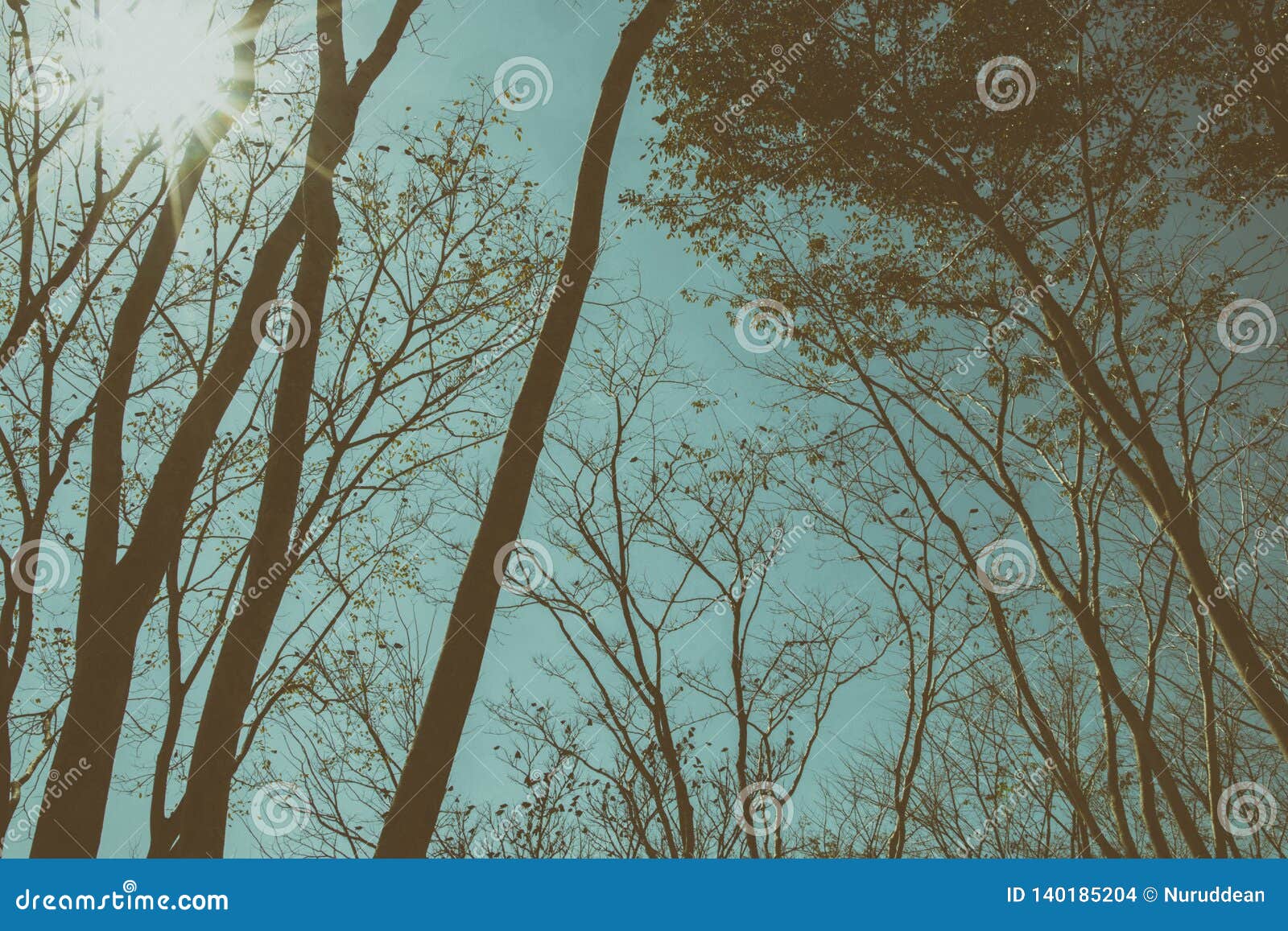 Tree Branch Abstract with Blue Sky Background - Vintage Style Stock ...