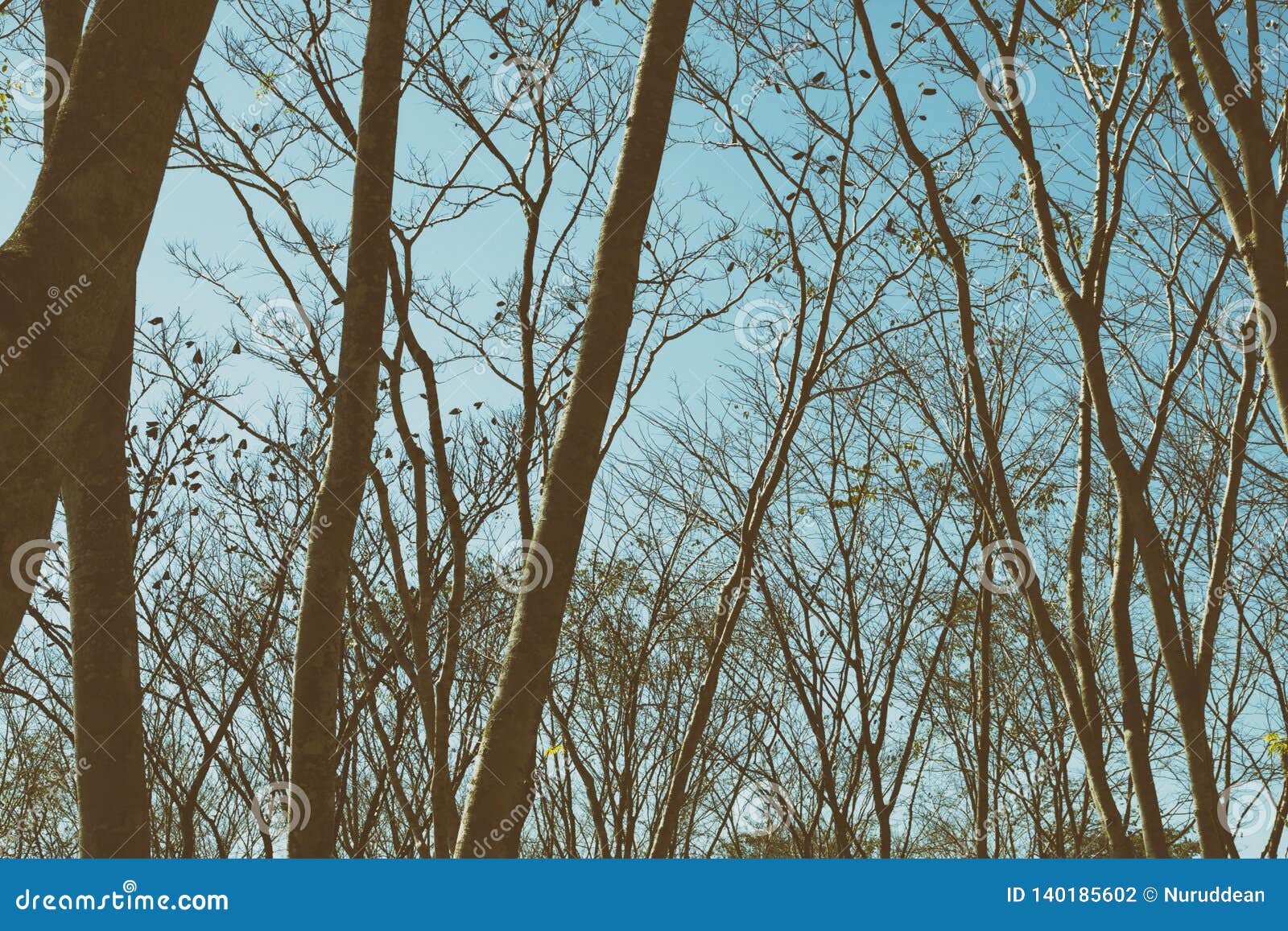 Tree Branch Abstract with Blue Sky Background - Vintage Style Stock ...