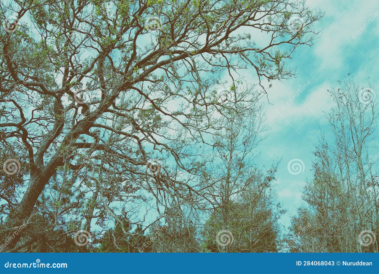 Tree Branch Abstract with Blue Sky Background - Vintage Style Stock ...