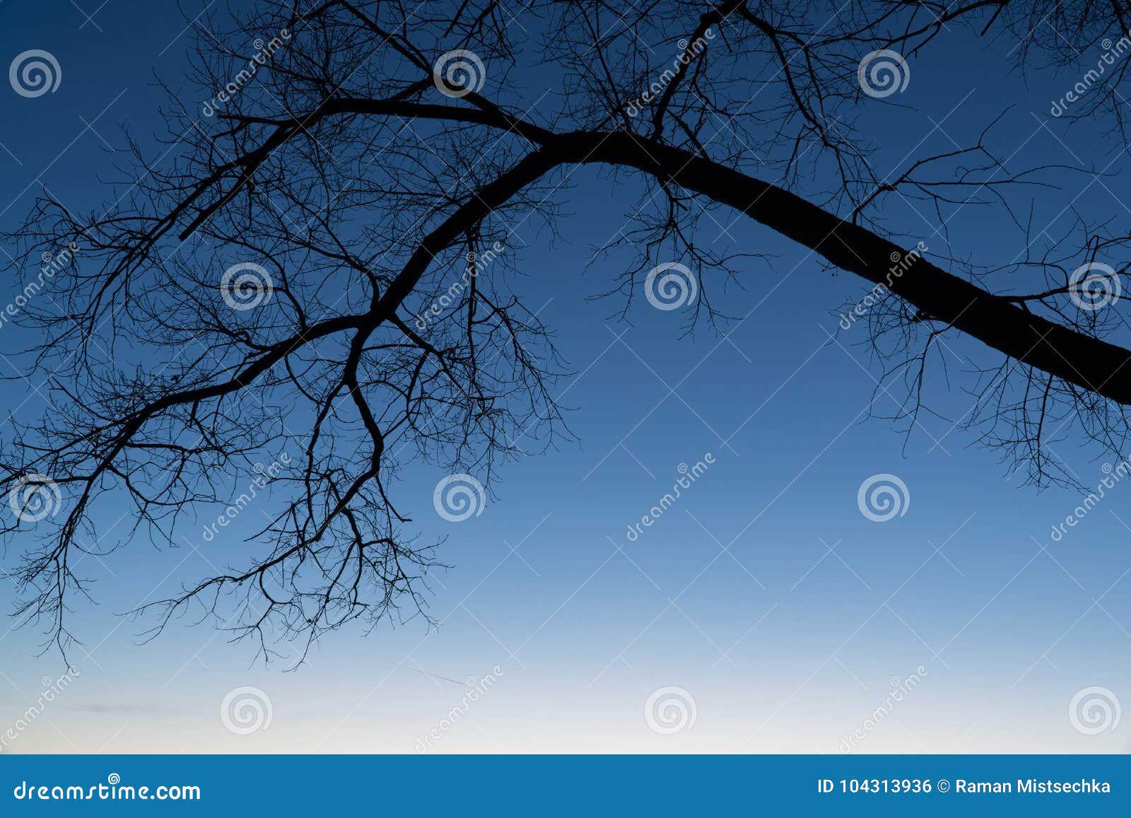 Tree Branch Against the Background of the Night Sky Stock Photo - Image ...