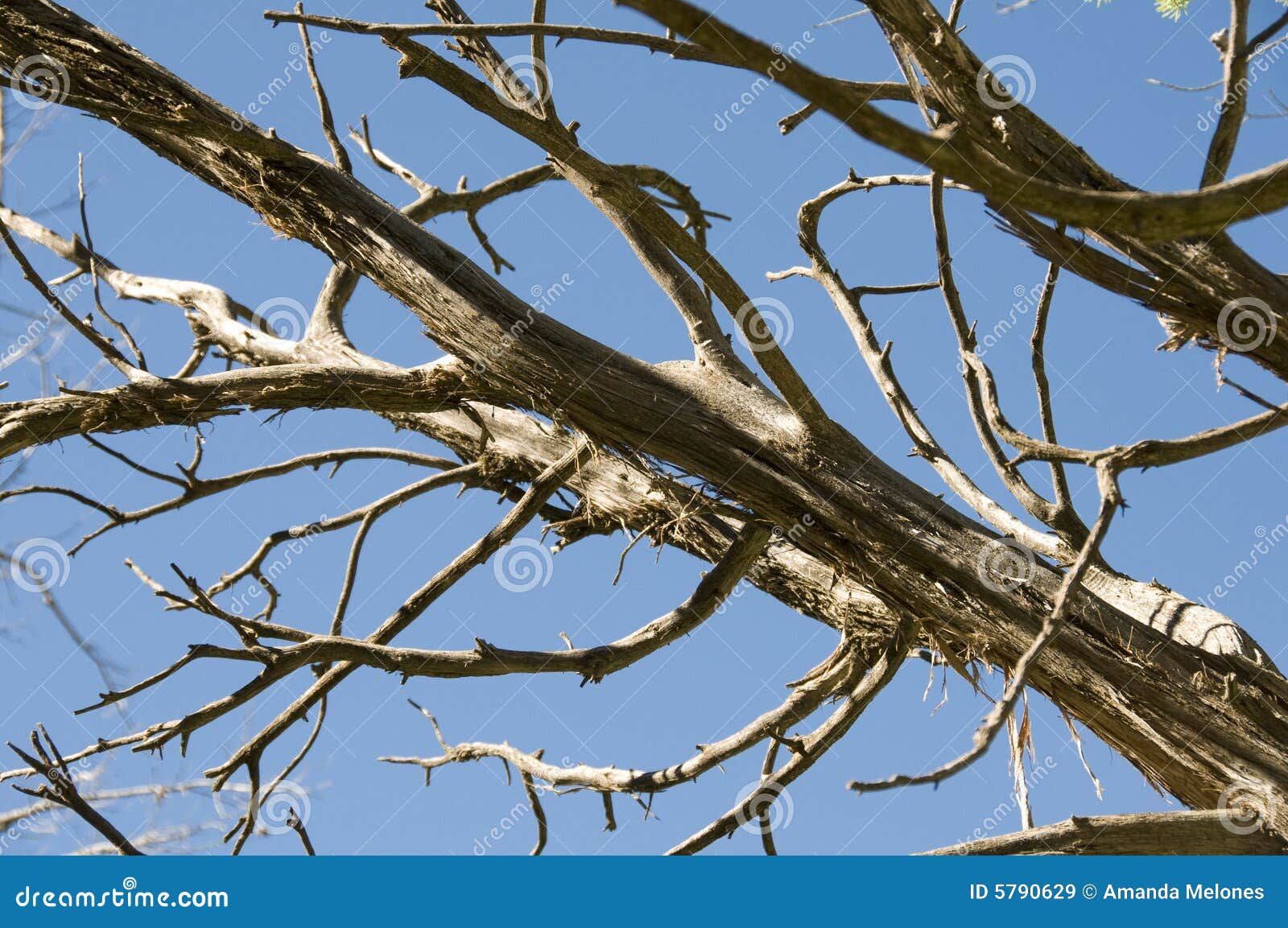 Tree Branch Against Blue Sky. Stock Image - Image of barren, dead: 5790629