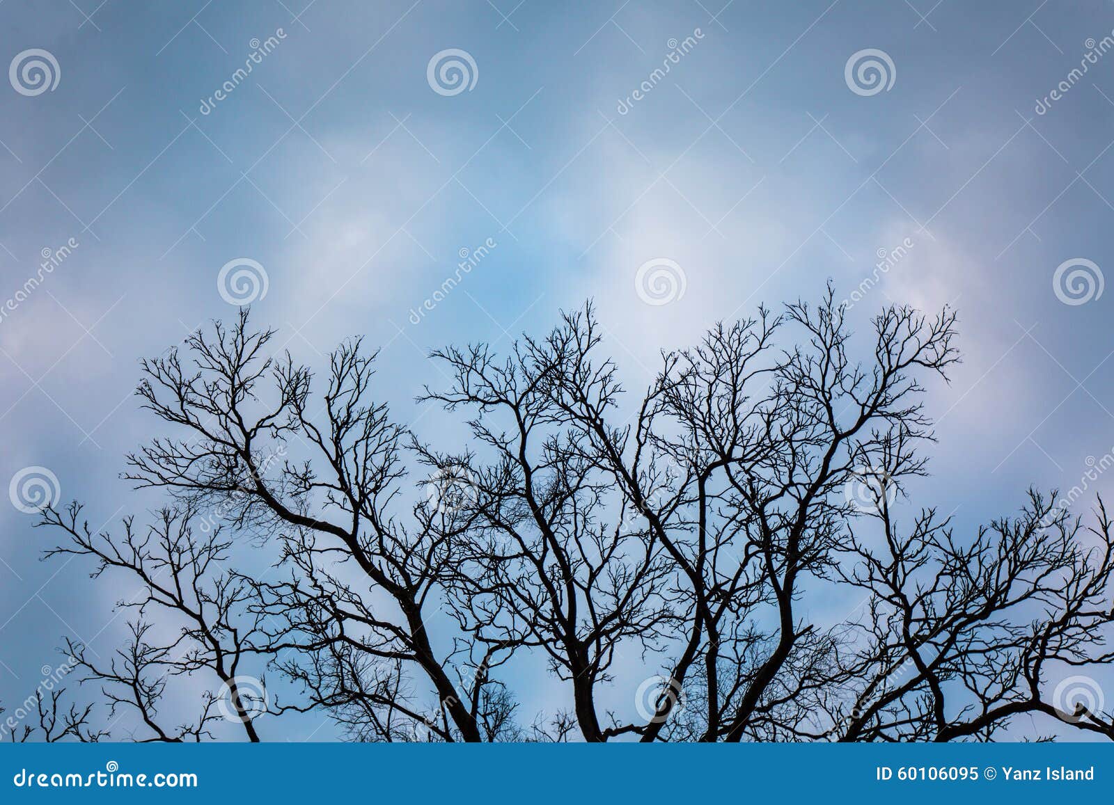 Tree Branch Against Blue Sky Stock Image - Image of branch, leafless ...