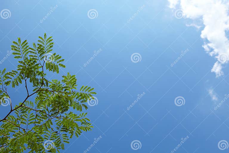 Tree Branch Against a Sky in Spring Stock Image - Image of landscape ...