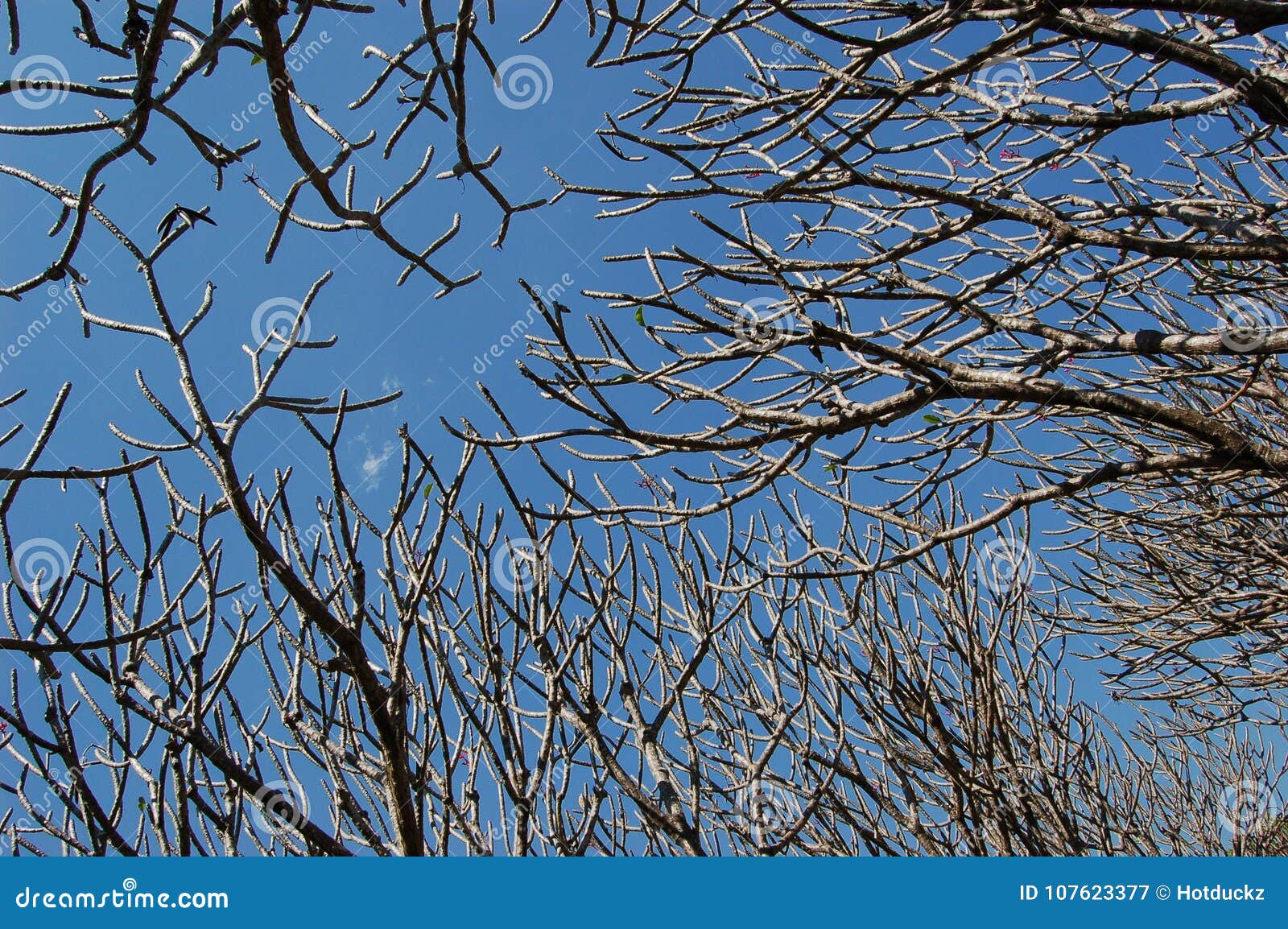 Tree branch against sky. stock image. Image of beautiful - 107623377
