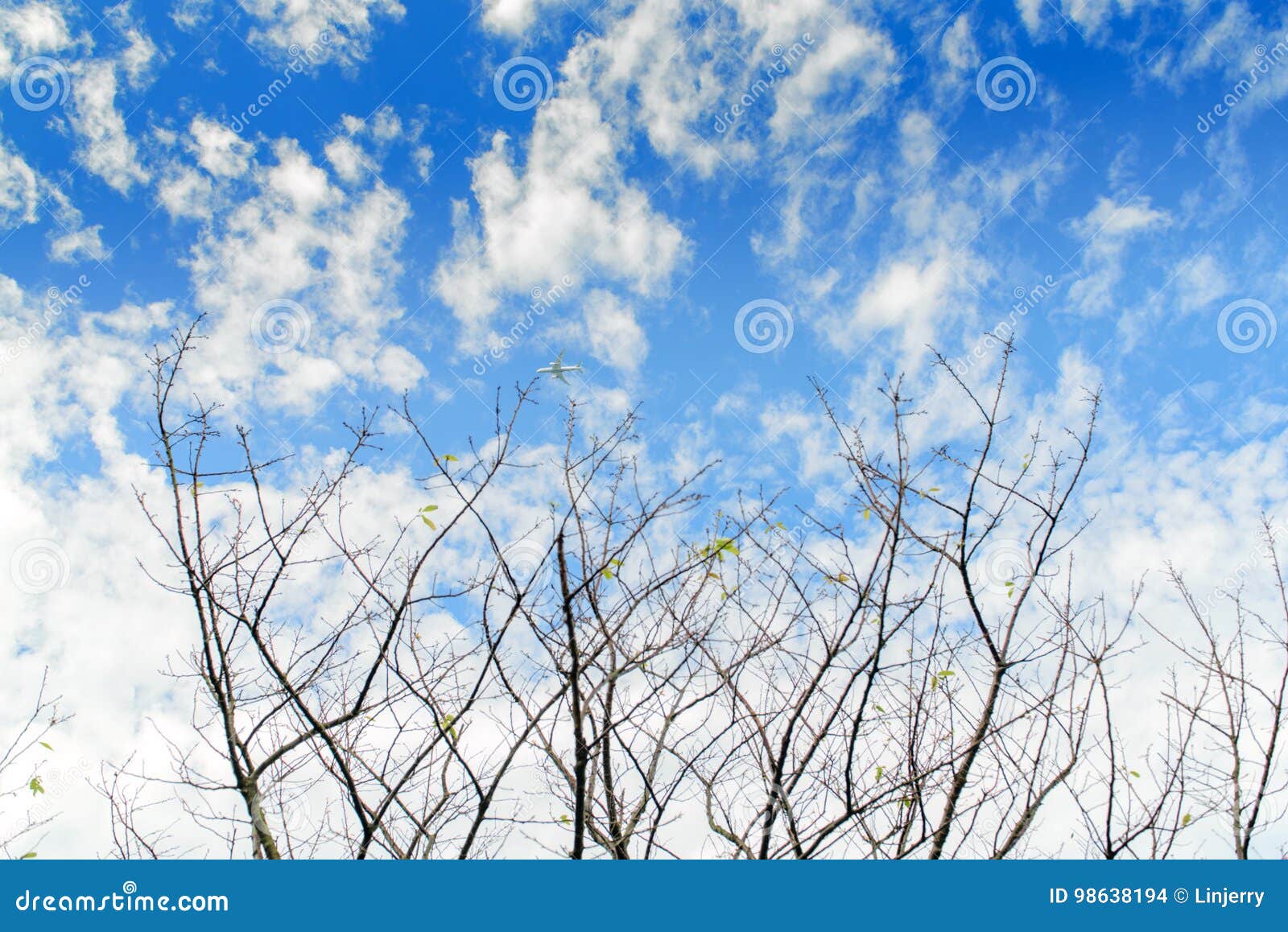 Tree branch with airplane stock photo. Image of holiday - 98638194