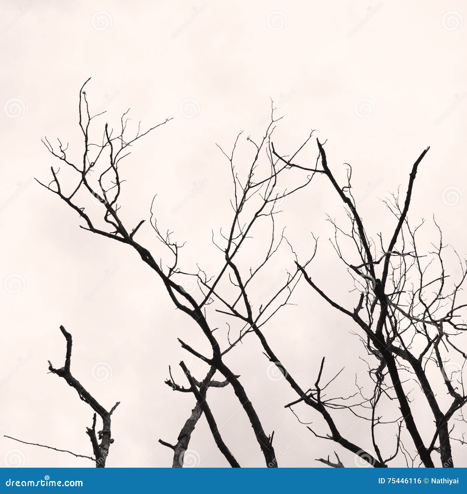 Tree Branch without Any Leaves Stock Photo - Image of scary, growth ...