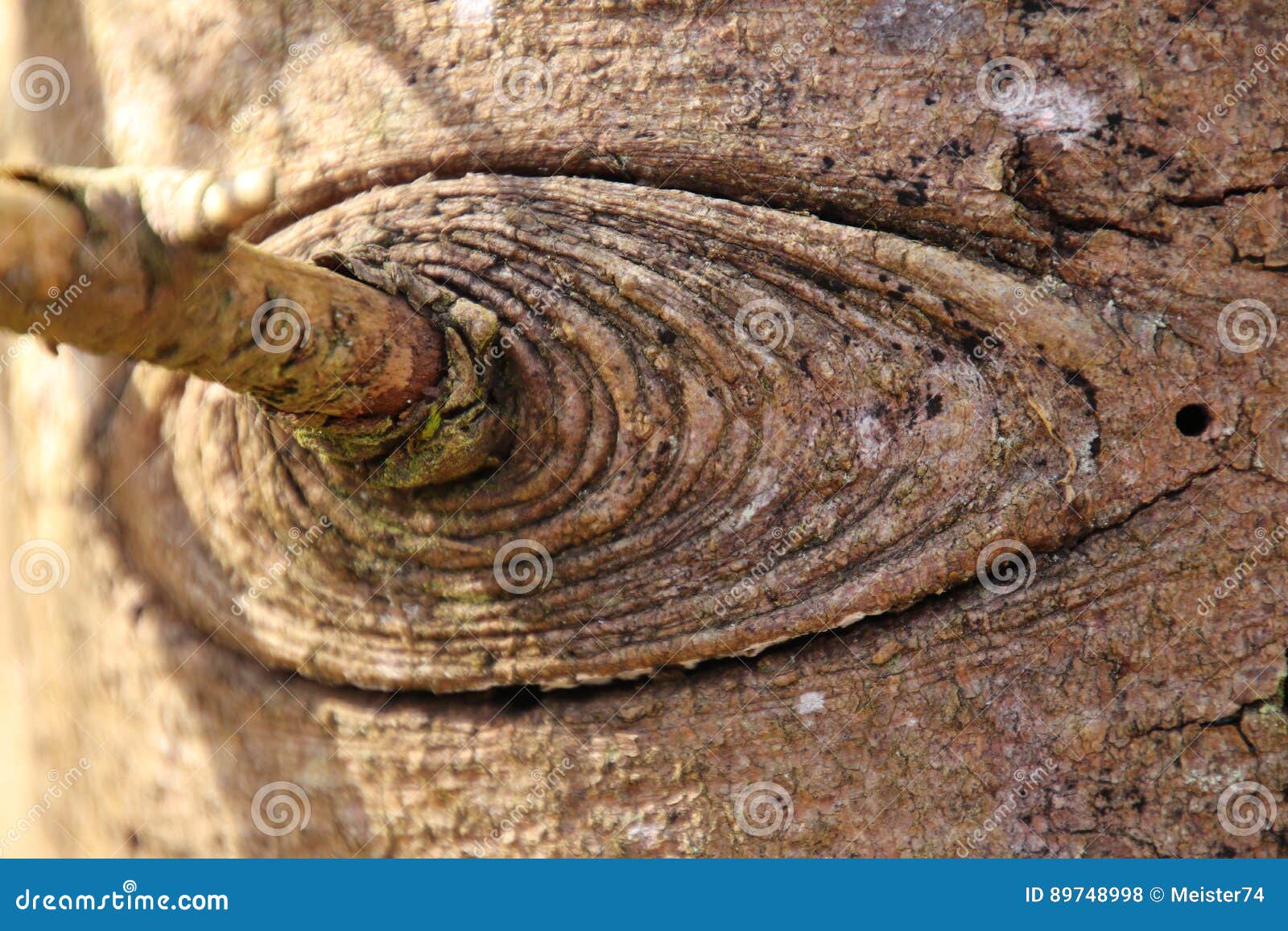Tree stock photo. Image of nature, grain, pattern, knothole - 89748998