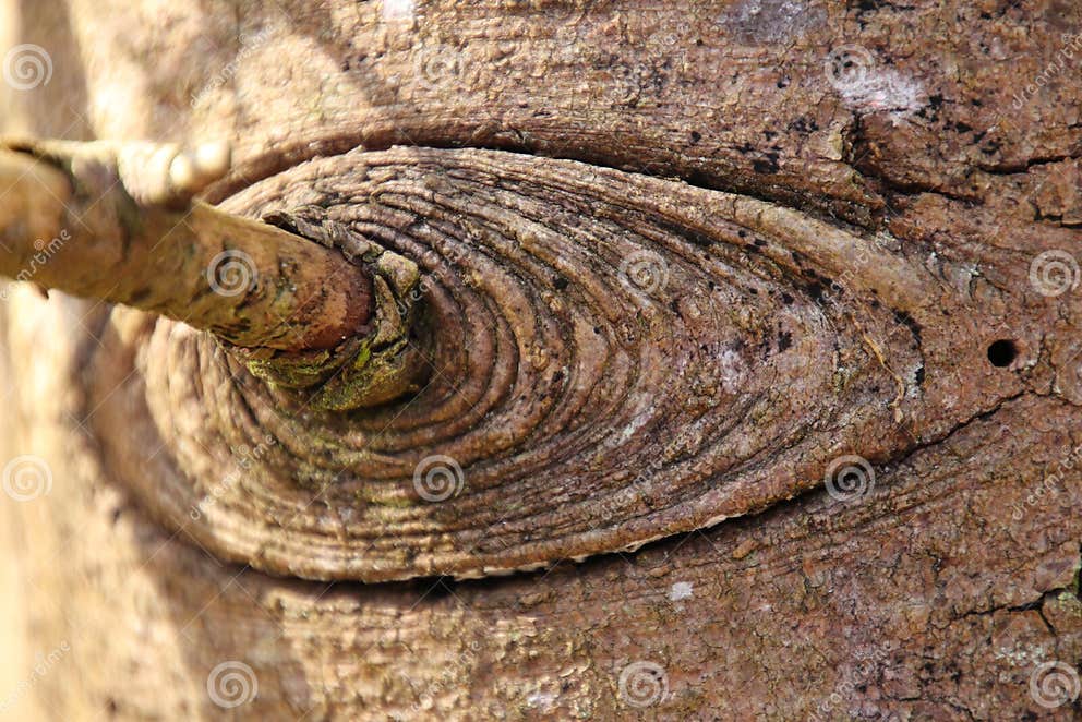 Tree stock photo. Image of nature, grain, pattern, knothole - 89748998