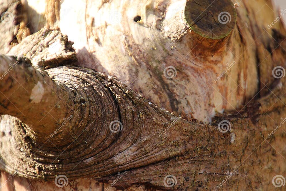 Tree stock image. Image of branch, pattern, knothole - 89748999