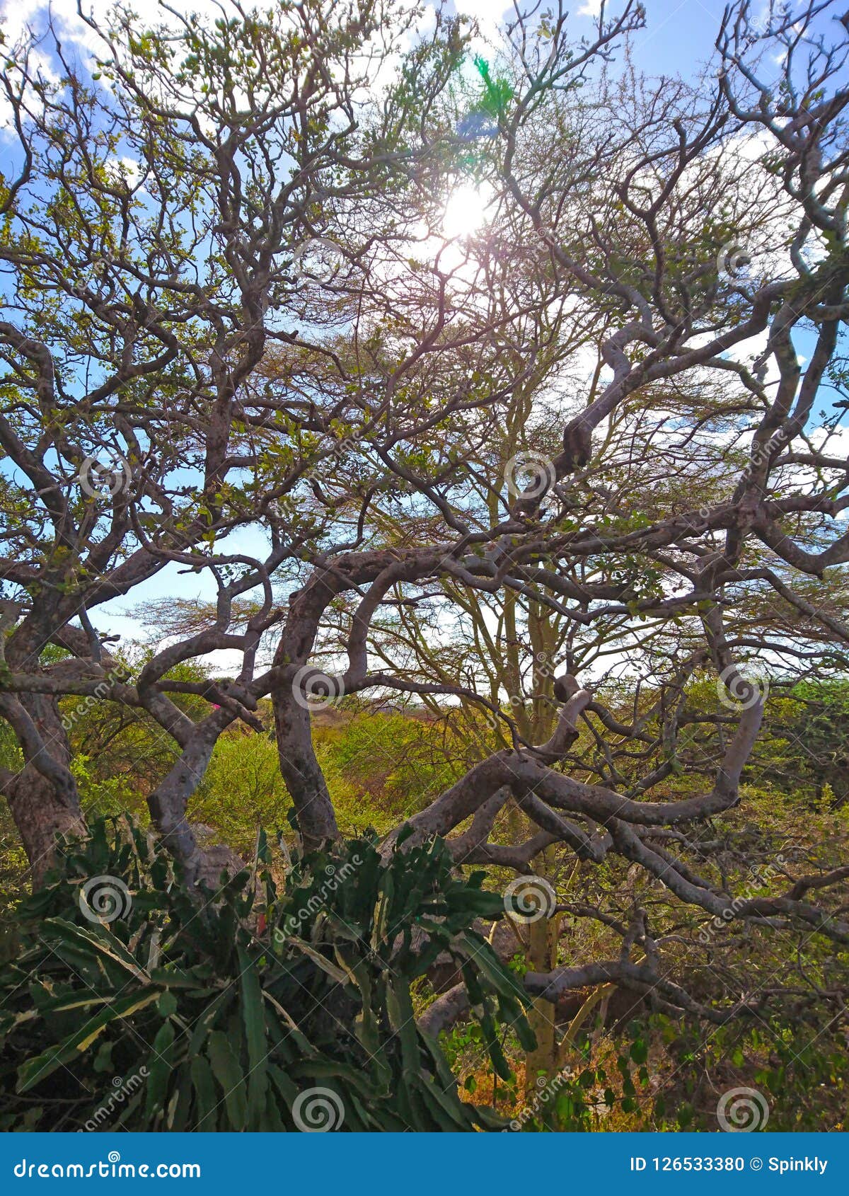 Tree Branch As a Landscape for Backgrounds Stock Photo - Image of ...