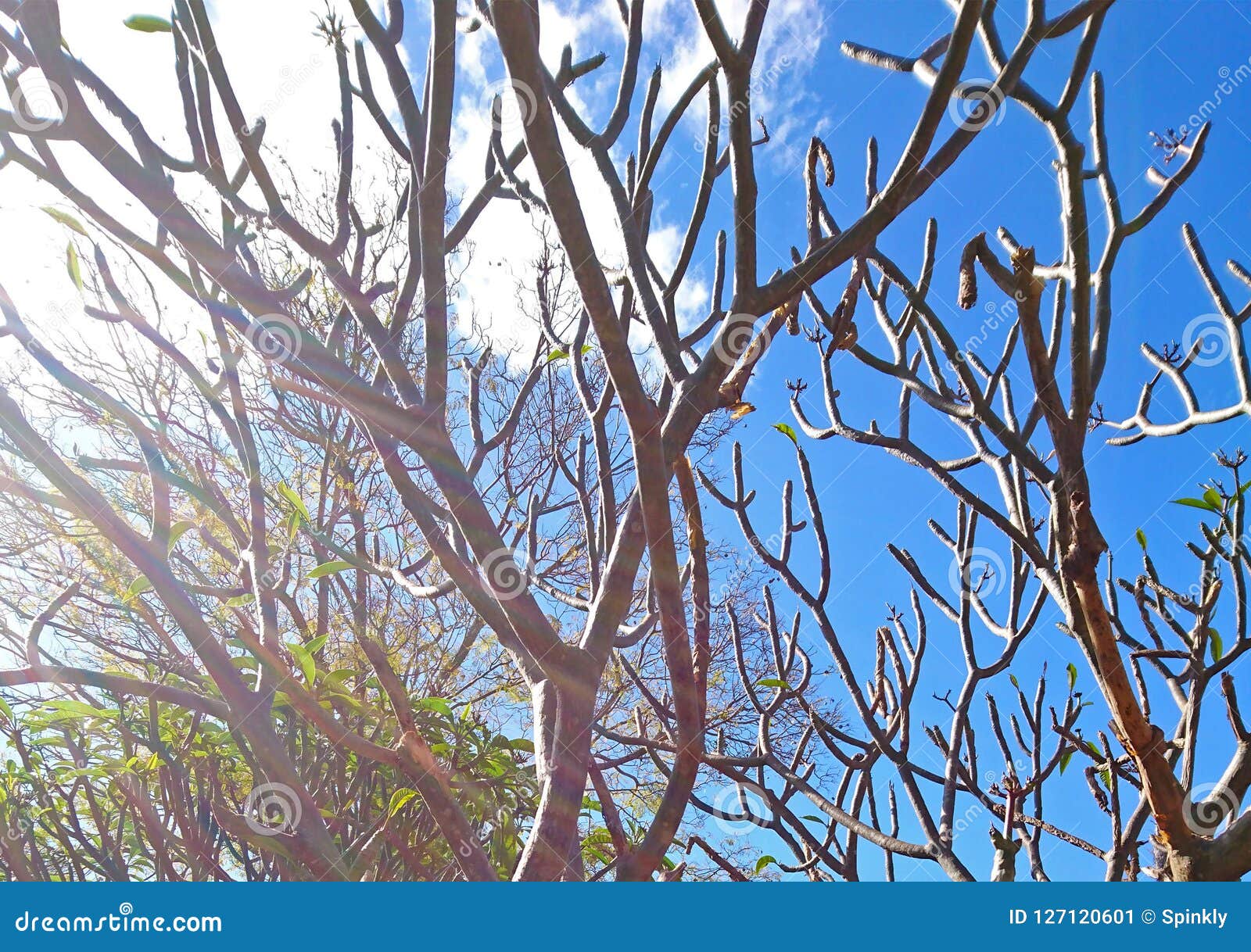 Tree Branch As a Landscape for Backgrounds Stock Image - Image of ...
