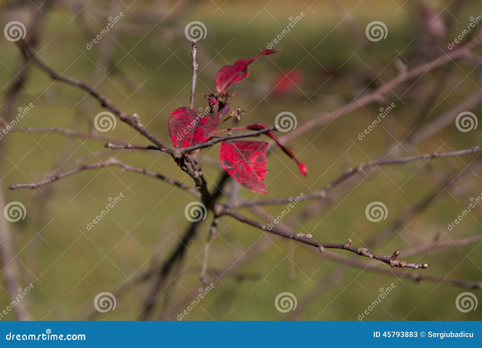 Tree branch stock image. Image of color, branch, leaf - 45793883