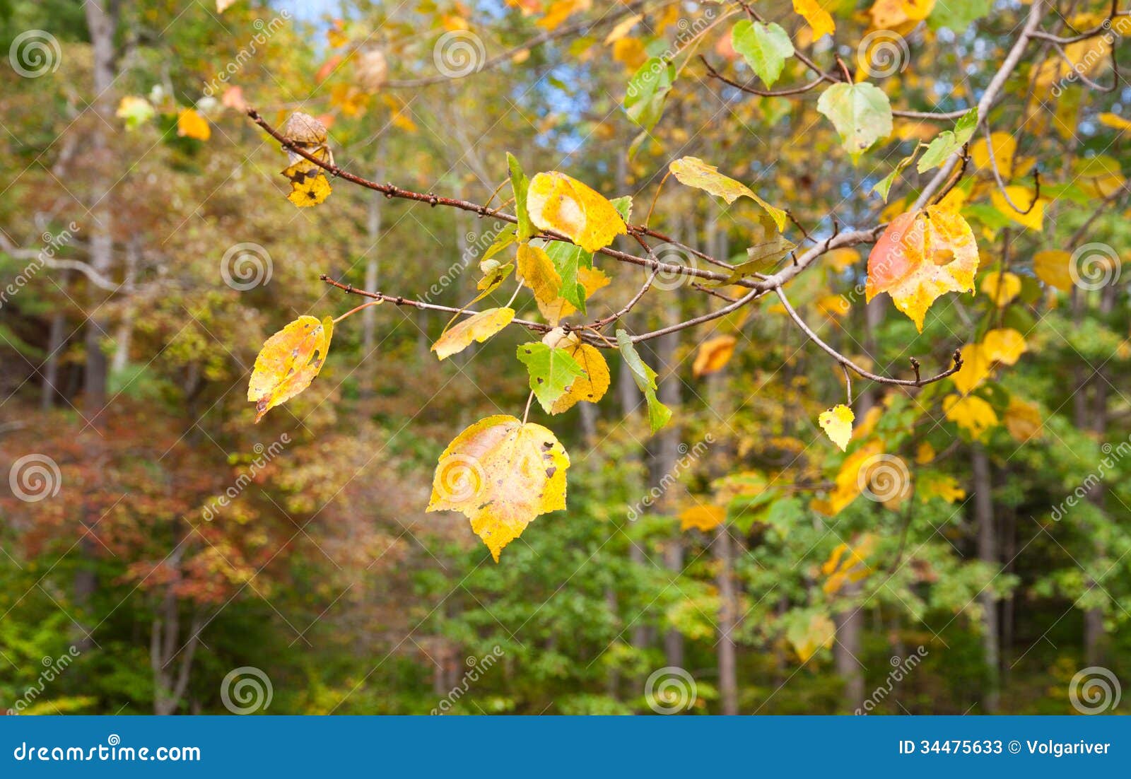 Tree Branch with Autumn Leaves. Stock Image - Image of decoration, rust ...