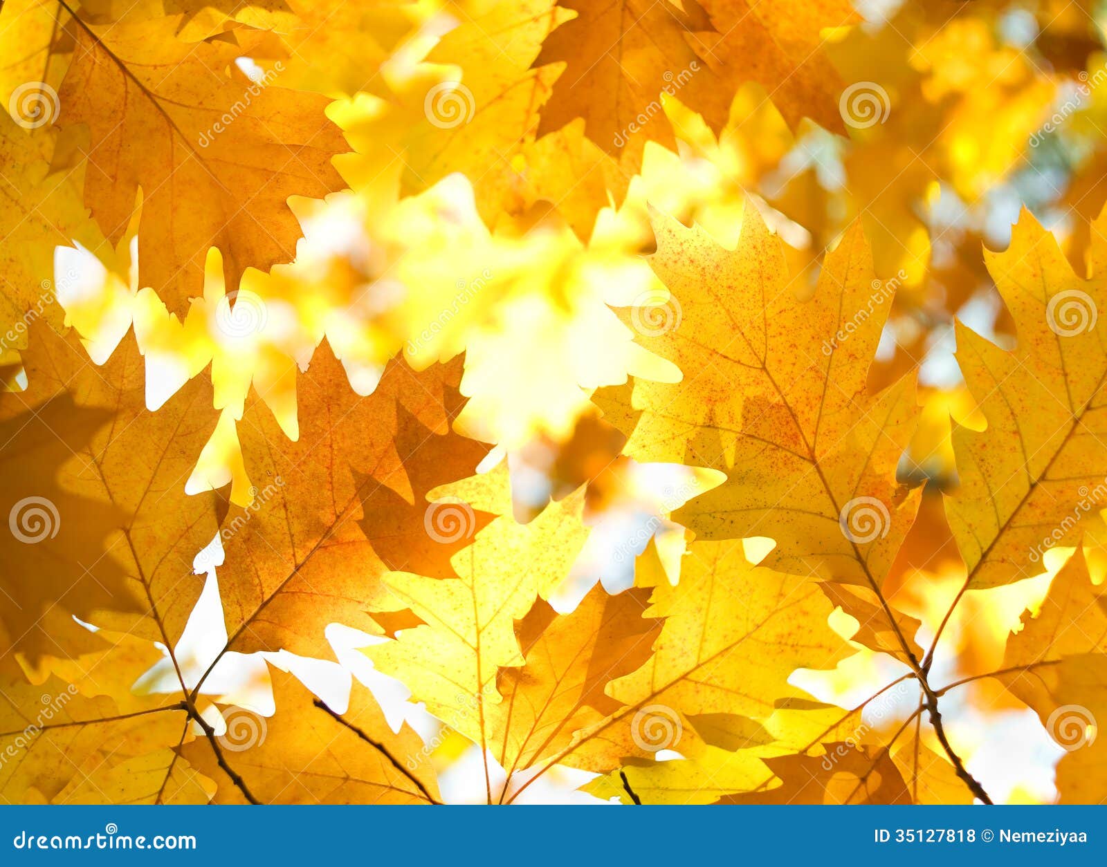 Tree Branch with Autumn Leaves. Stock Photo - Image of fall, park: 35127818