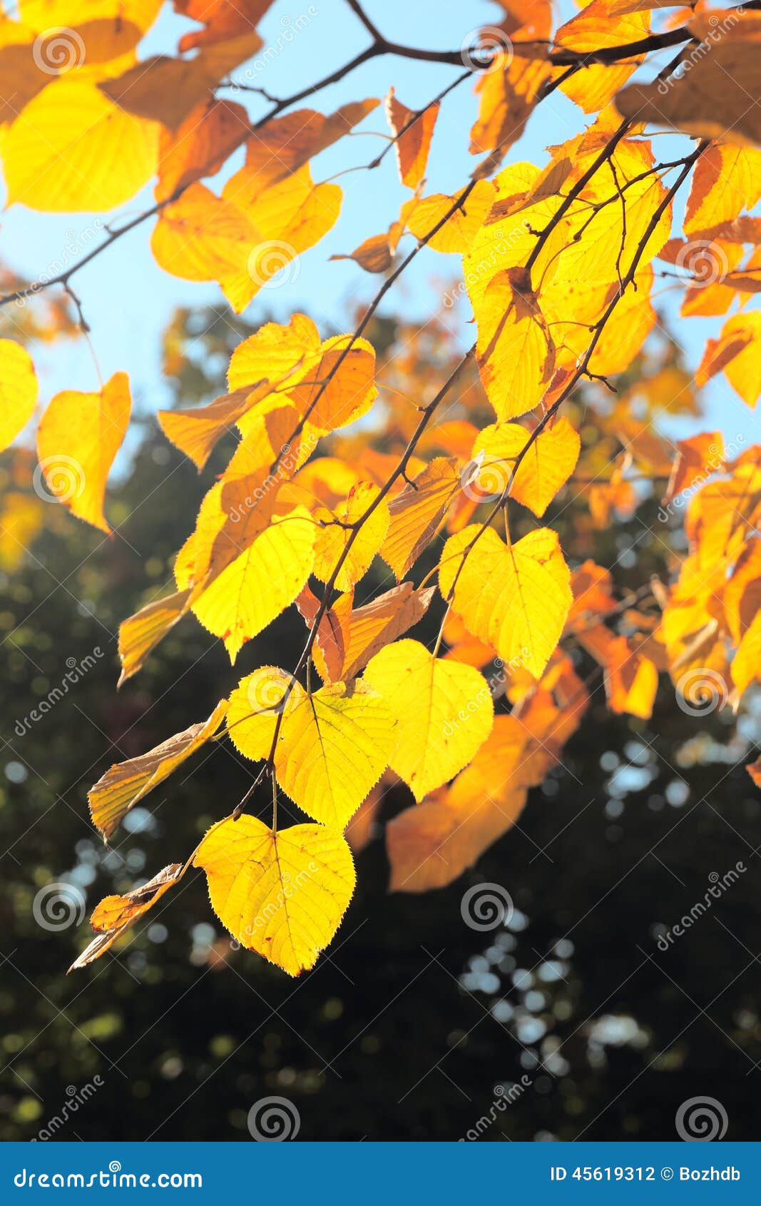 Tree Branch with Autumn Leaves Stock Photo - Image of color, brown ...