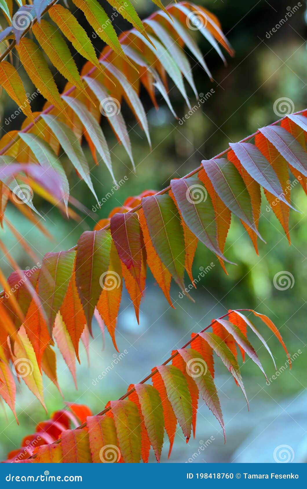 Tree Branch with Autumn Leaves. Autumn Background. Stock Photo - Image ...
