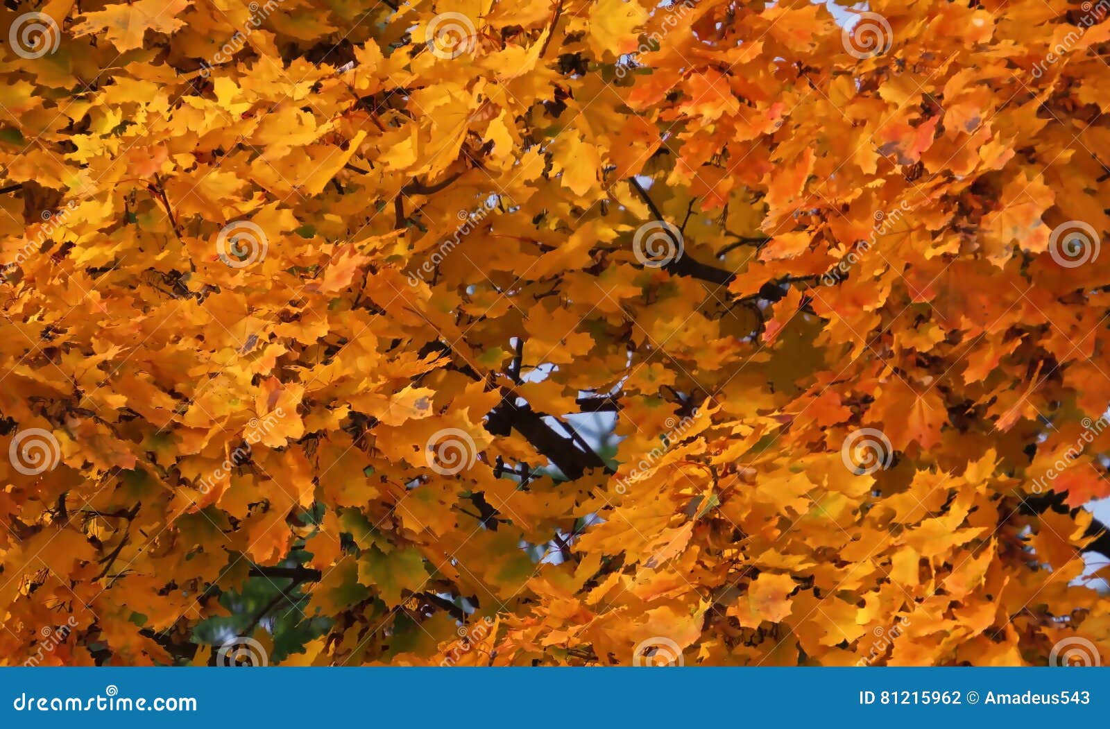 Tree Branch Autumn Leaves Background Nature Stock Photo - Image of ...