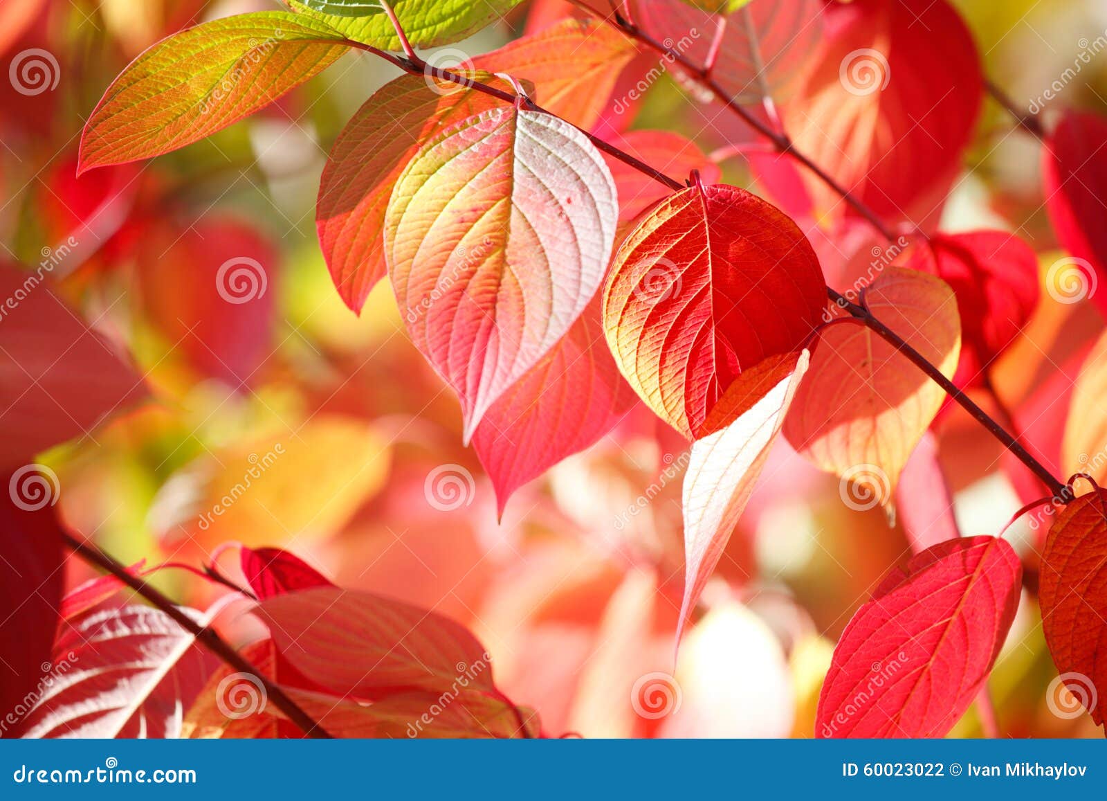 Tree Branch with Autumn Leaves Stock Photo - Image of beautiful, fall ...