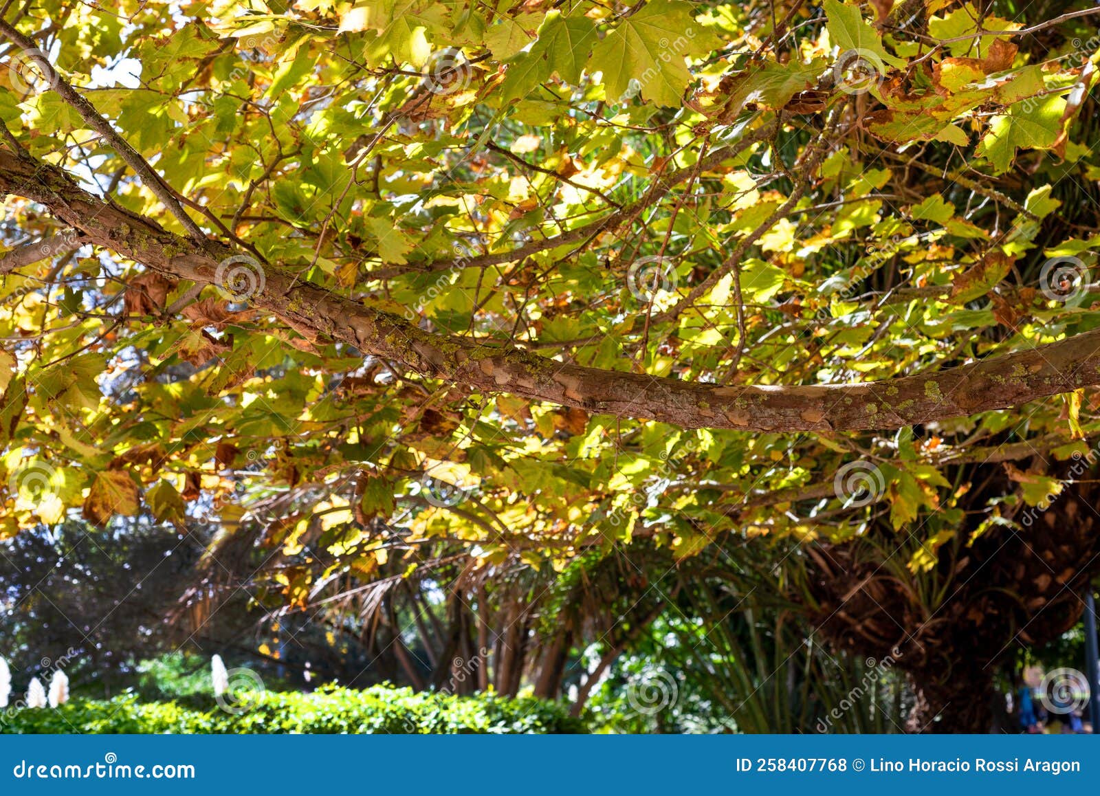 Tree Branch with Autumn Leaves on a Sunny Day Stock Photo - Image of ...