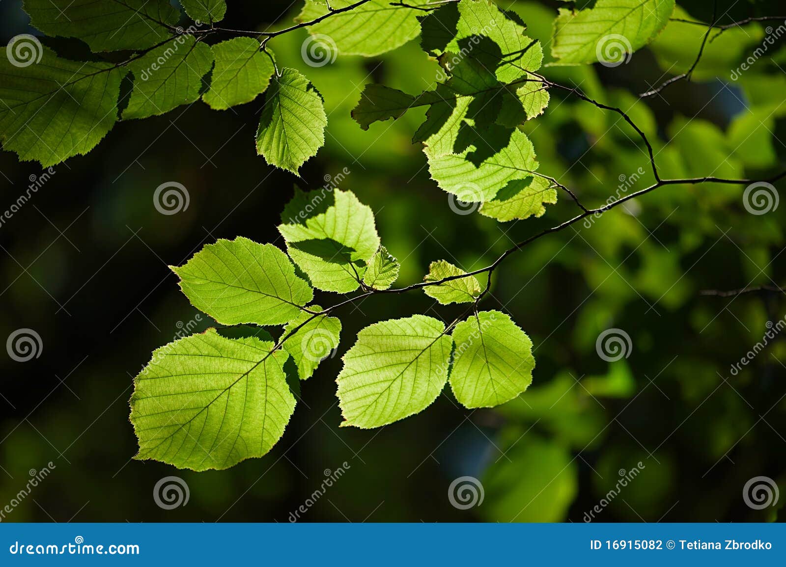 Tree branch background stock photo. Image of tree, foliage - 16915082