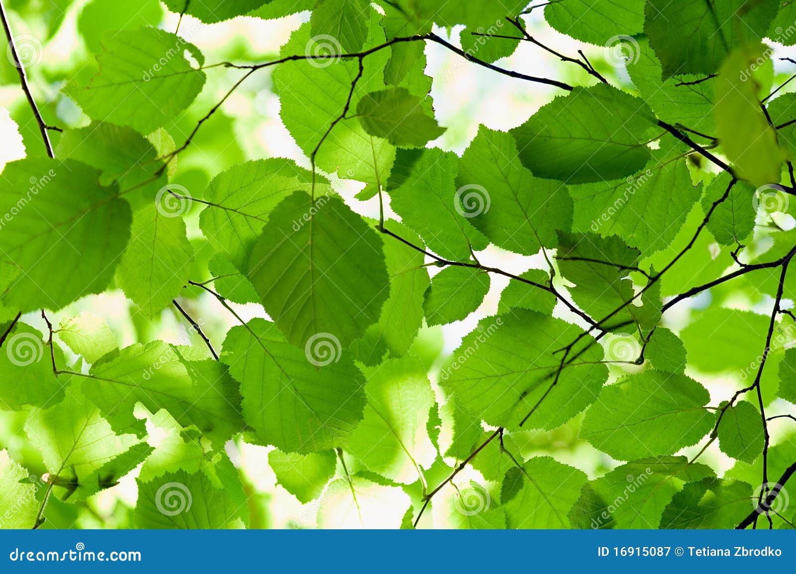 Tree branch background stock image. Image of forest, freshness - 16915087