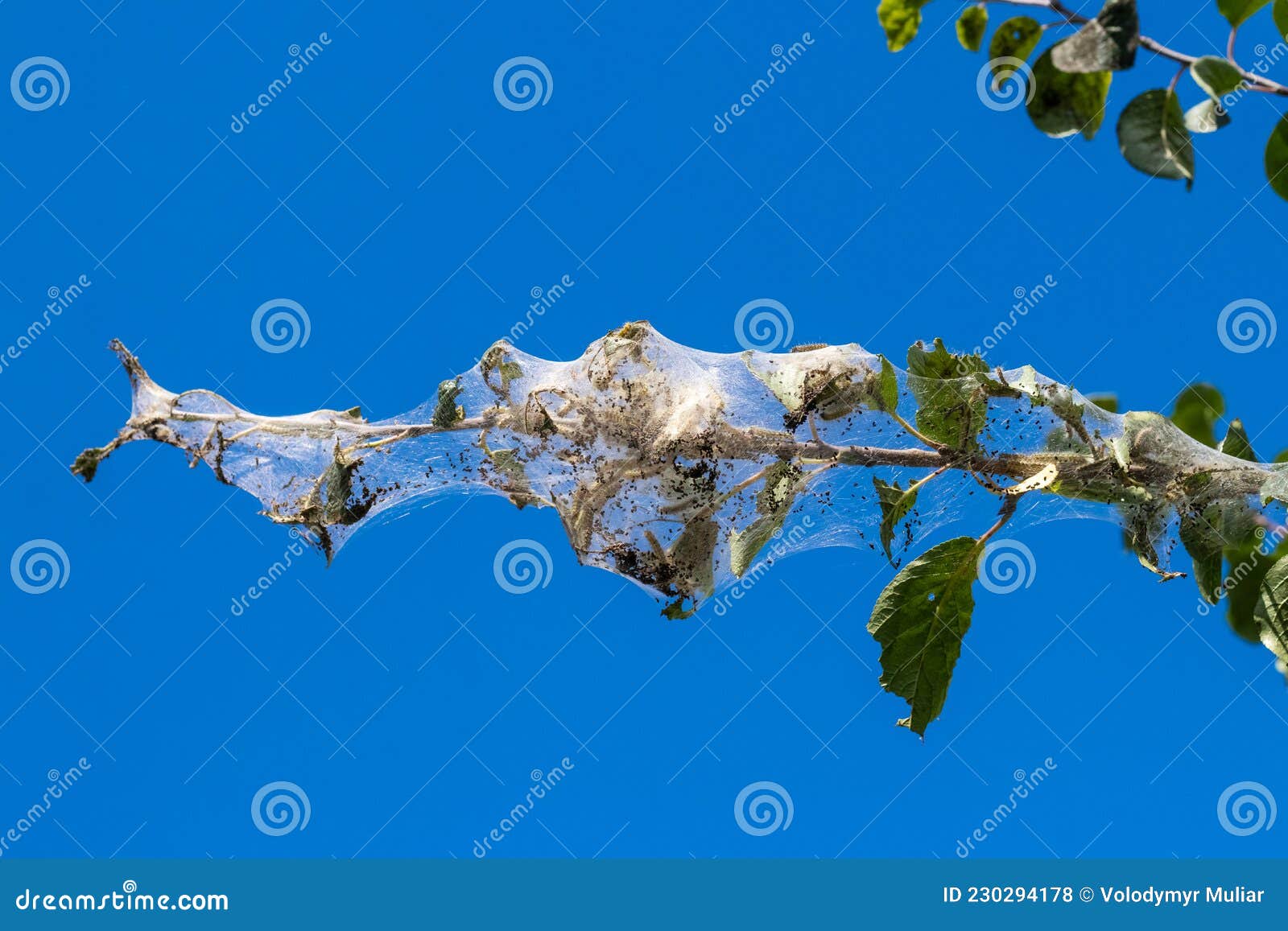 A Tree Branch on a Background of Blue Sky is Densely Covered with ...